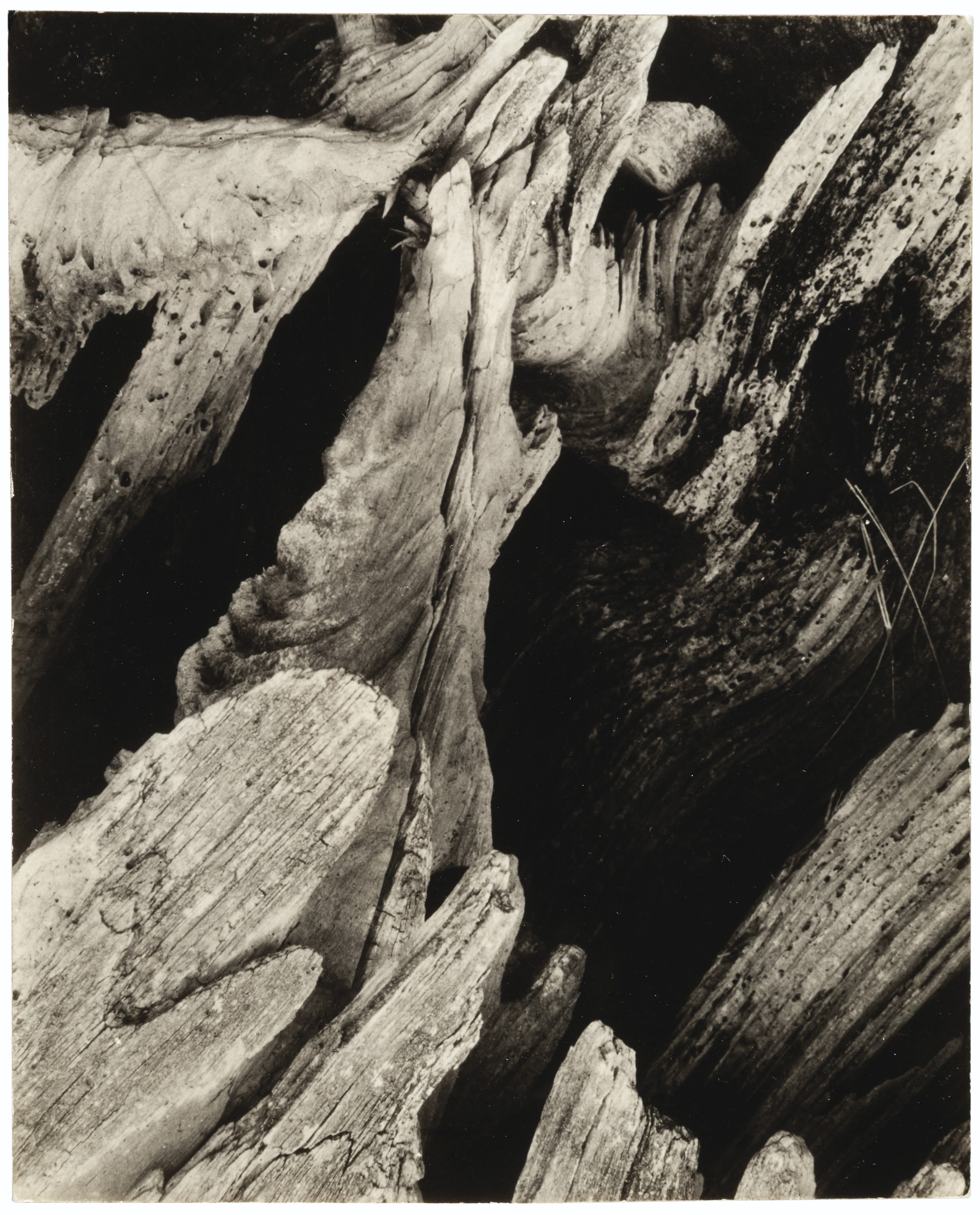 Driftwood #1, Maine, 1928, Paul Strand (1890-1976) | Christie’s