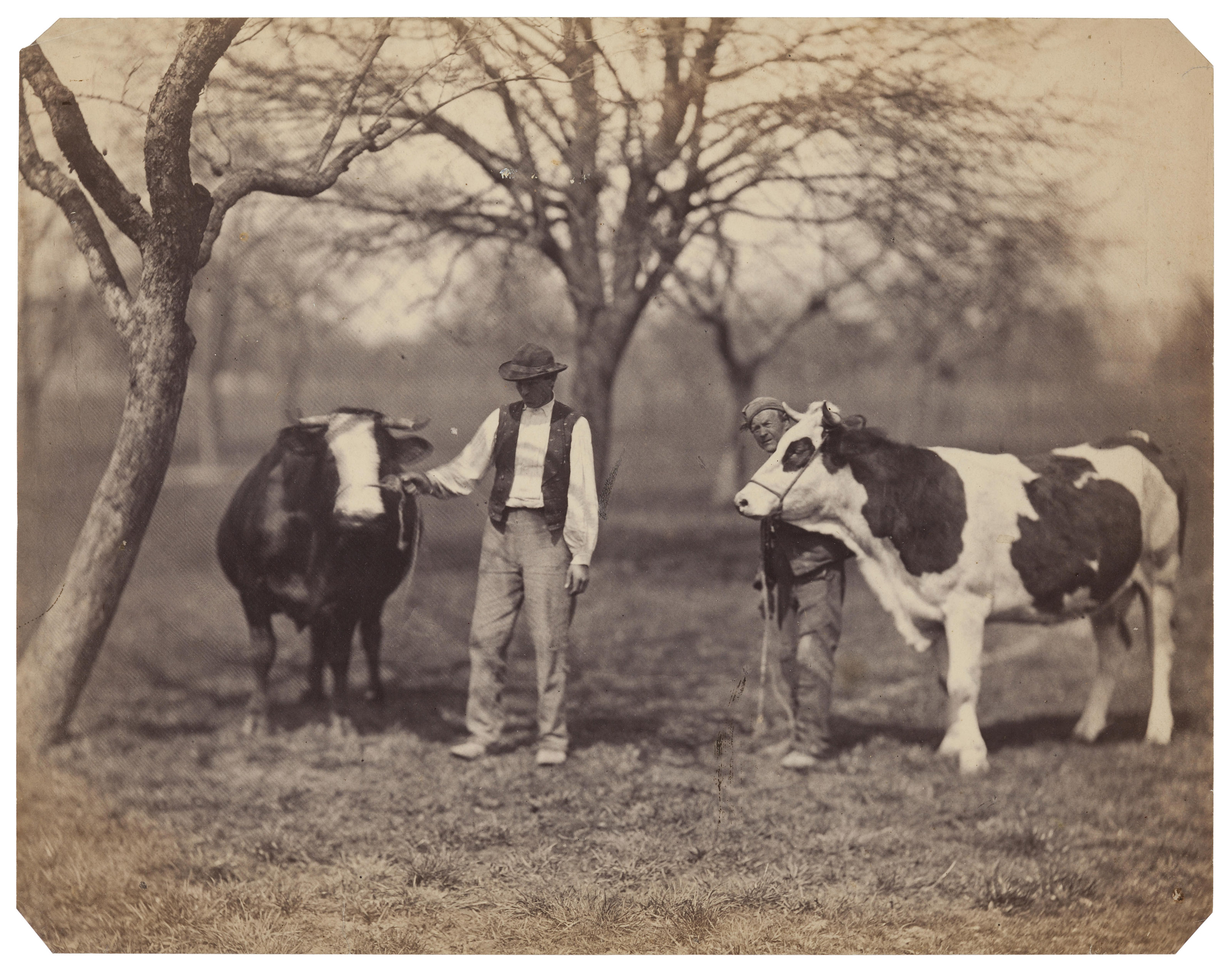 Prize Winning Cows, c. 1865, Adolphe Braun (1812-1877) | Christie’s