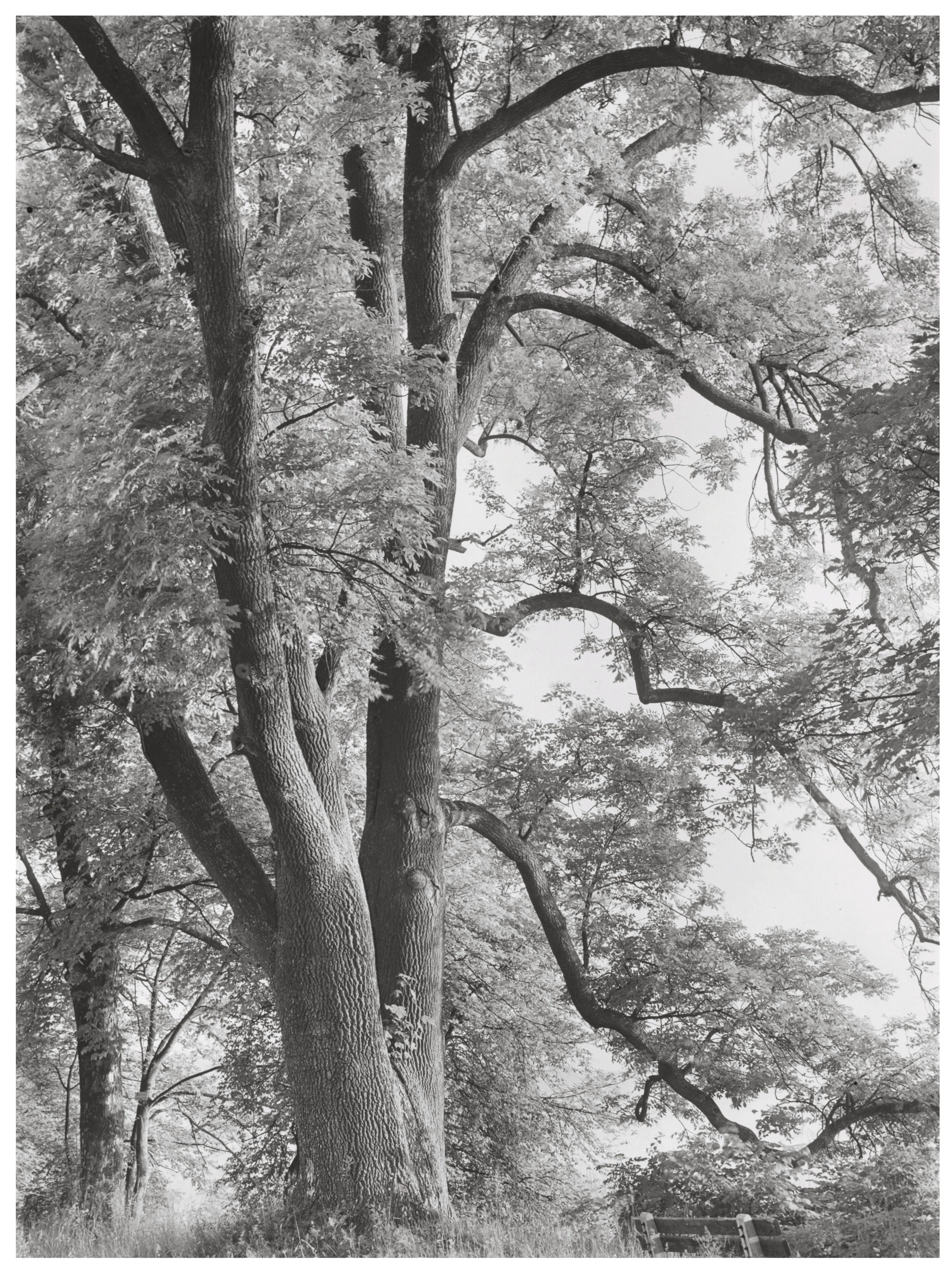 ALBERT RENGER-PATZSCH (1897-1966), Esche an einem Bayerischen See, 1959 ...