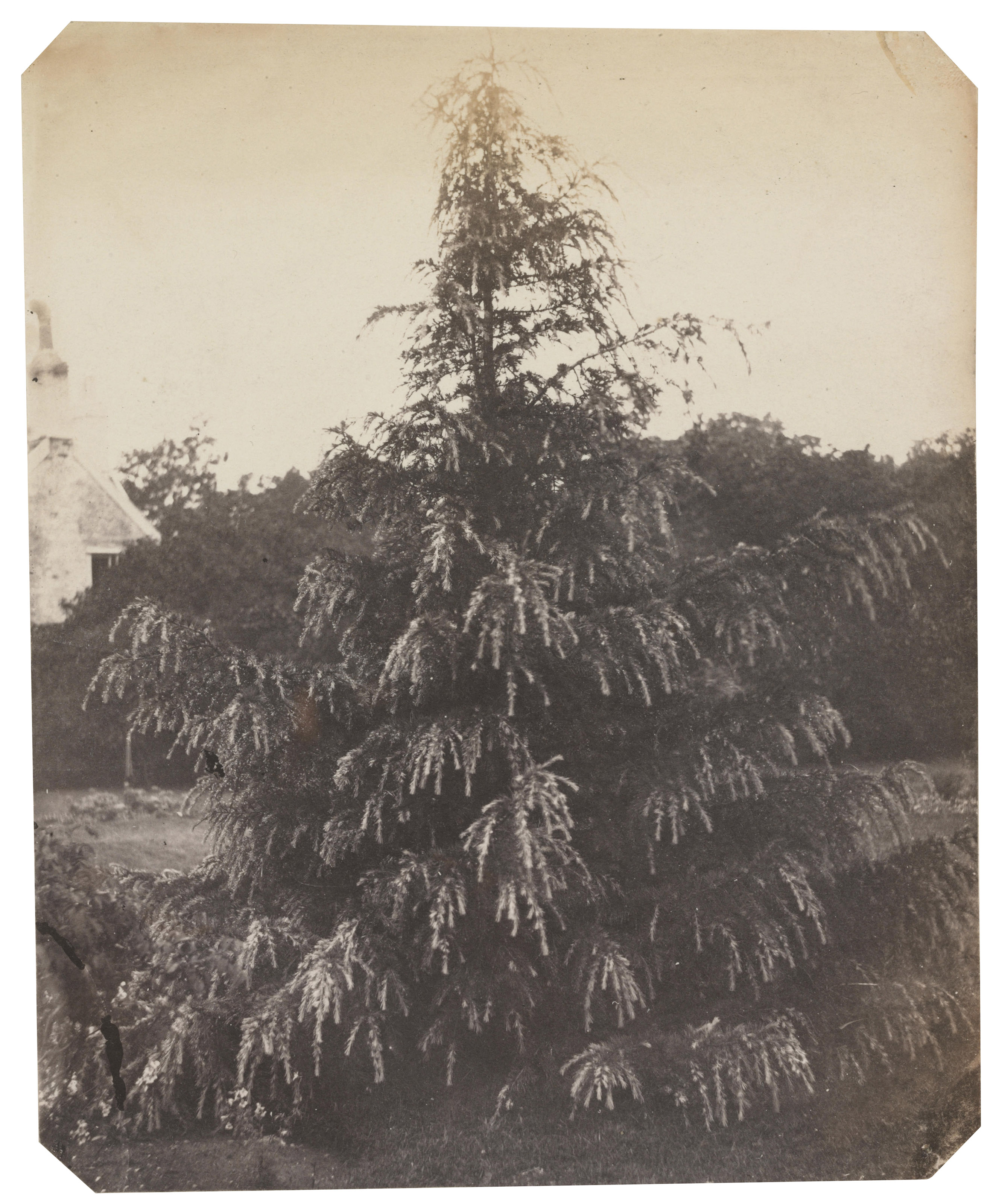 UNKNOWN PHOTOGRAPHER, Untitled [Pine tree], 1840–1860 | Christie’s