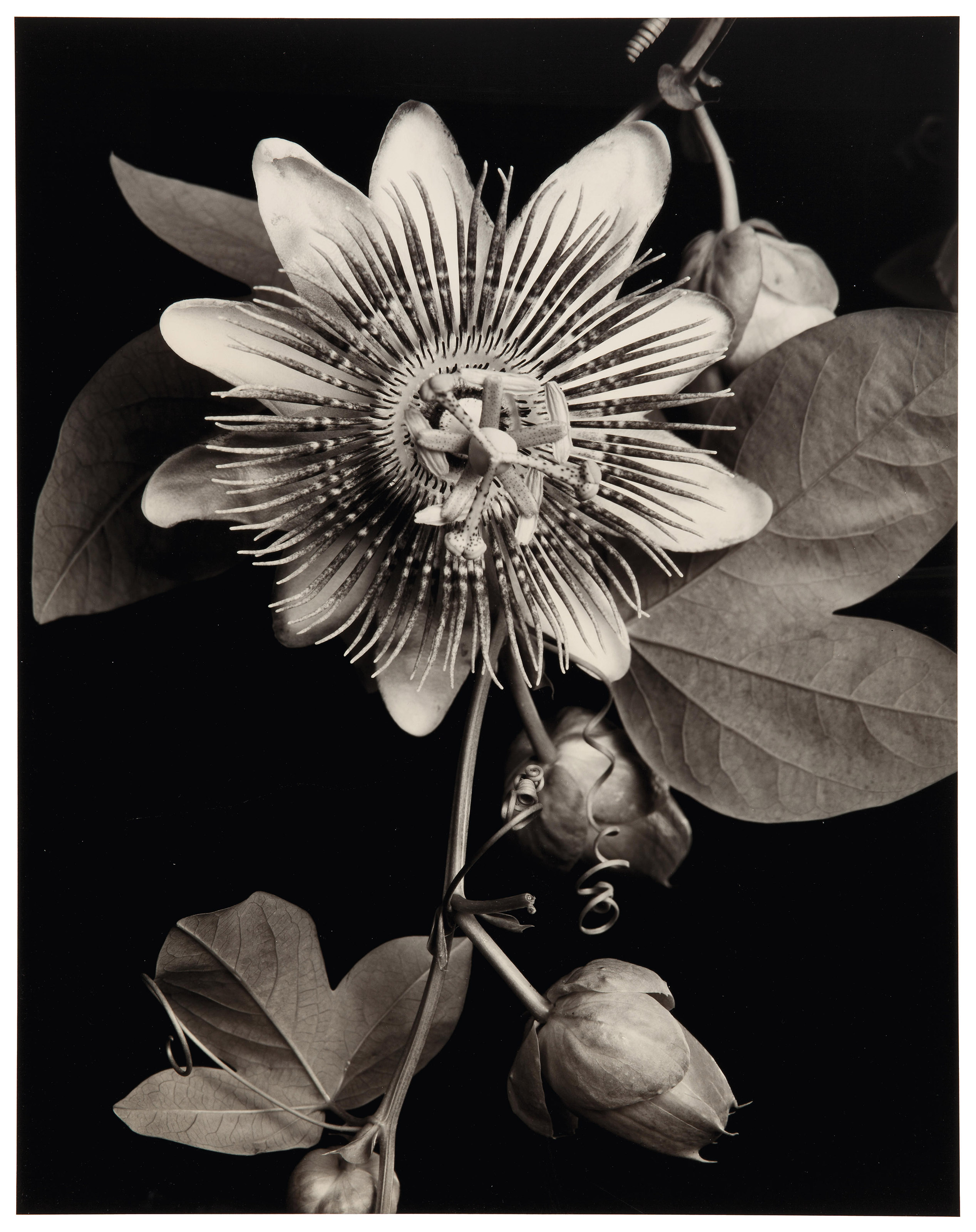 TOM BARIL (B. 1952), Passion Vine, 1998 | Christie’s