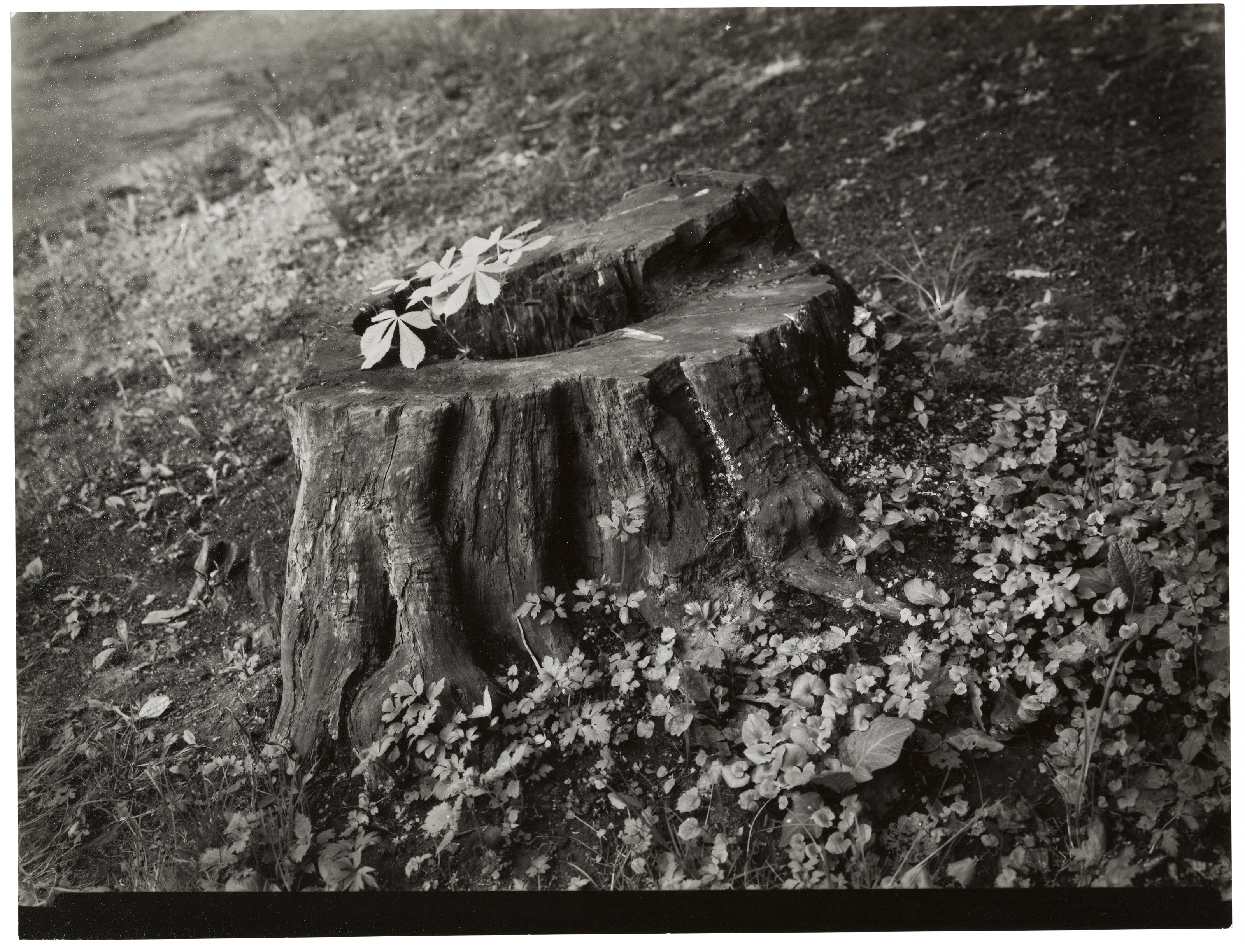 JOSEF SUDEK (1896–1976), Stump of a Horse Chestnut Tree, 1972 | Christie’s