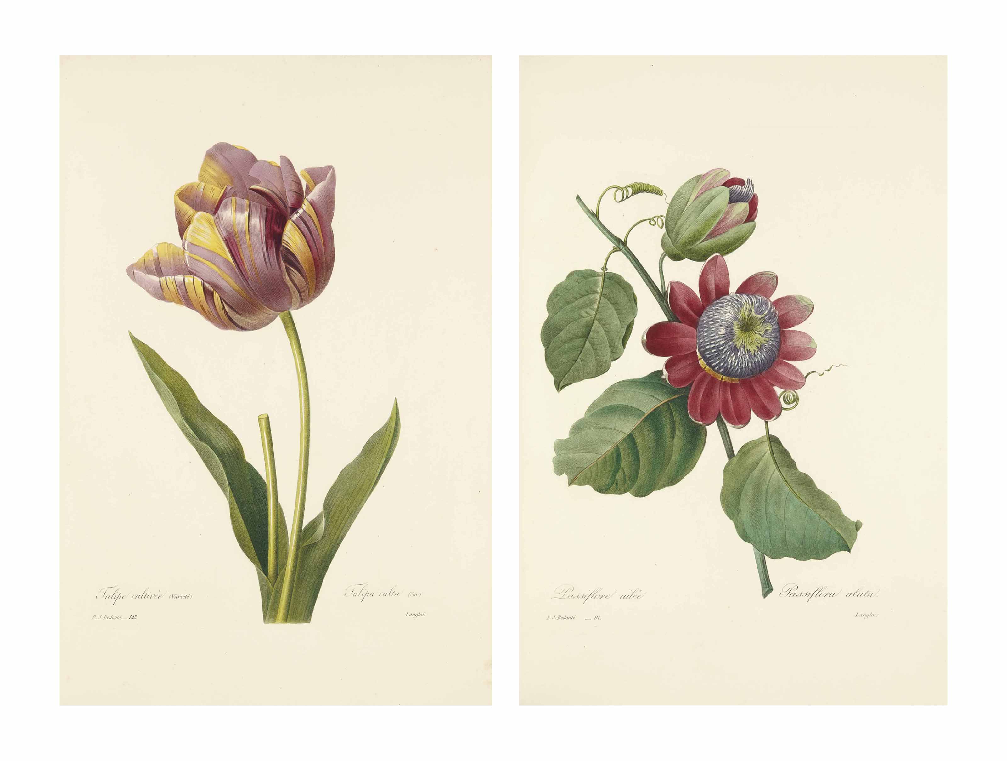 REDOUTÉ, PIERRE JOSEPH. CHOIX DES PLUS BELLES FLEURS. PARIS: 1833 ...