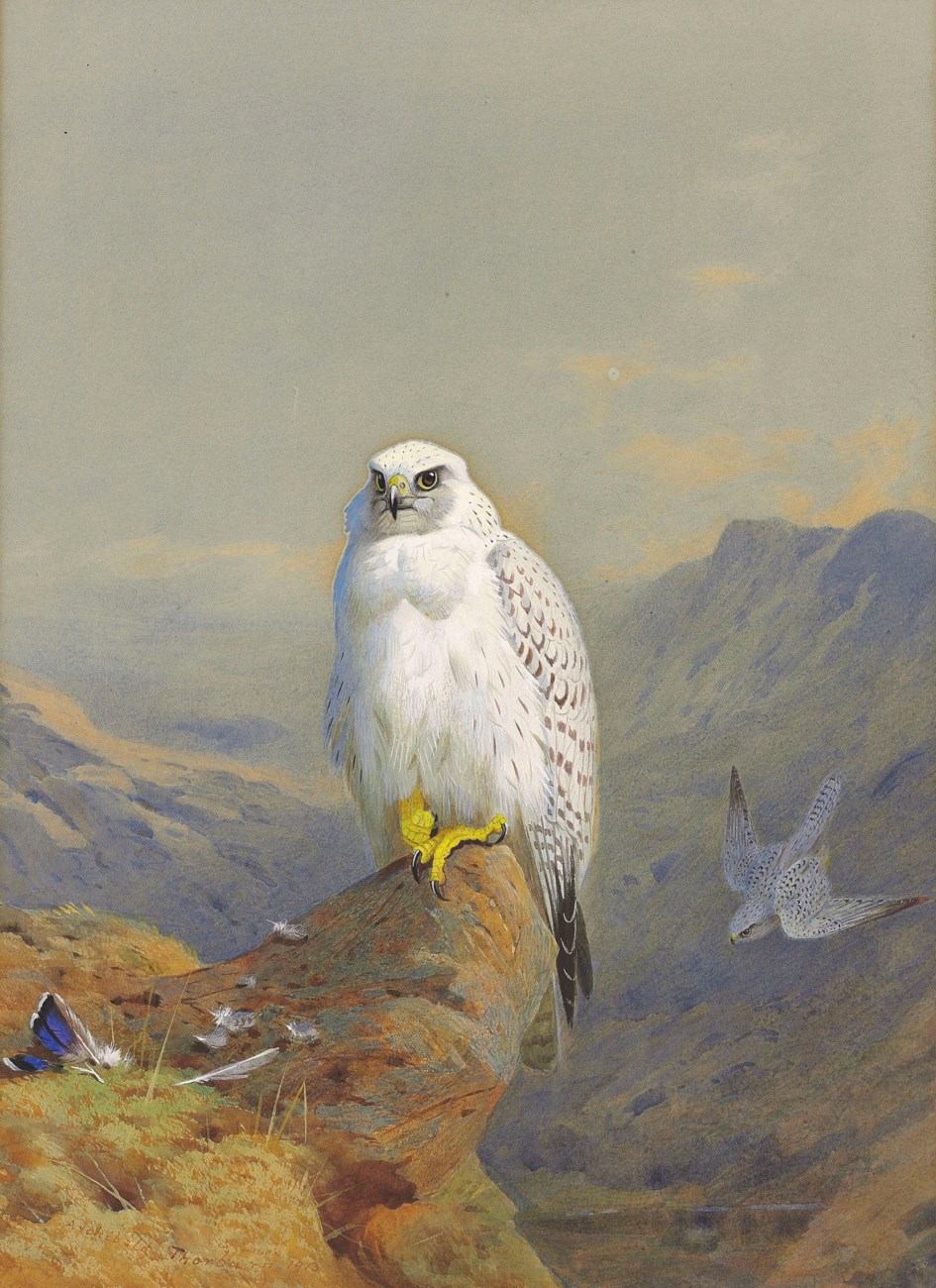 Archibald Thorburn (1860-1935), A Greenland falcon on a rocky outcrop ...