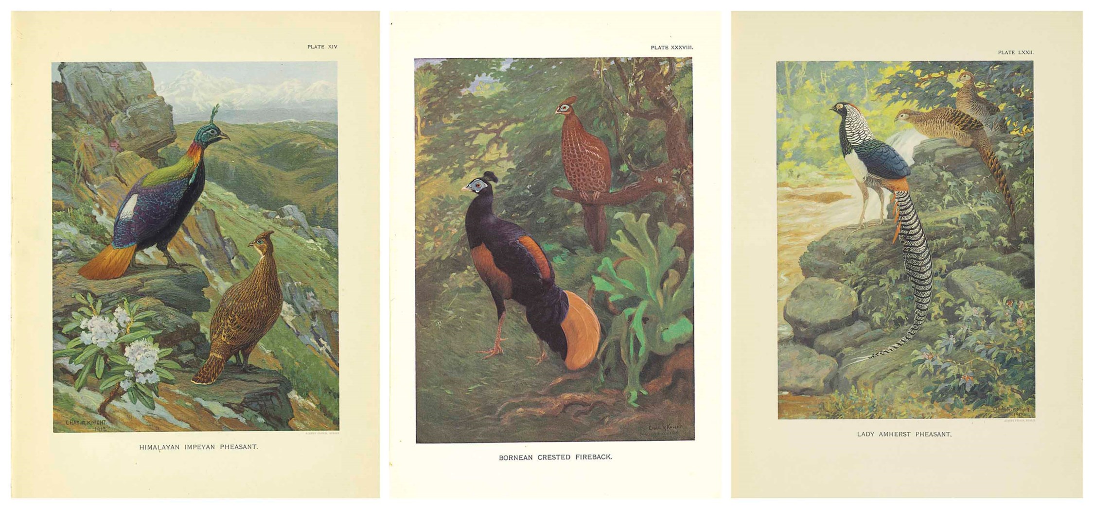 BEEBE, William Charles (1877-1962). A Monograph of the Pheasants ...