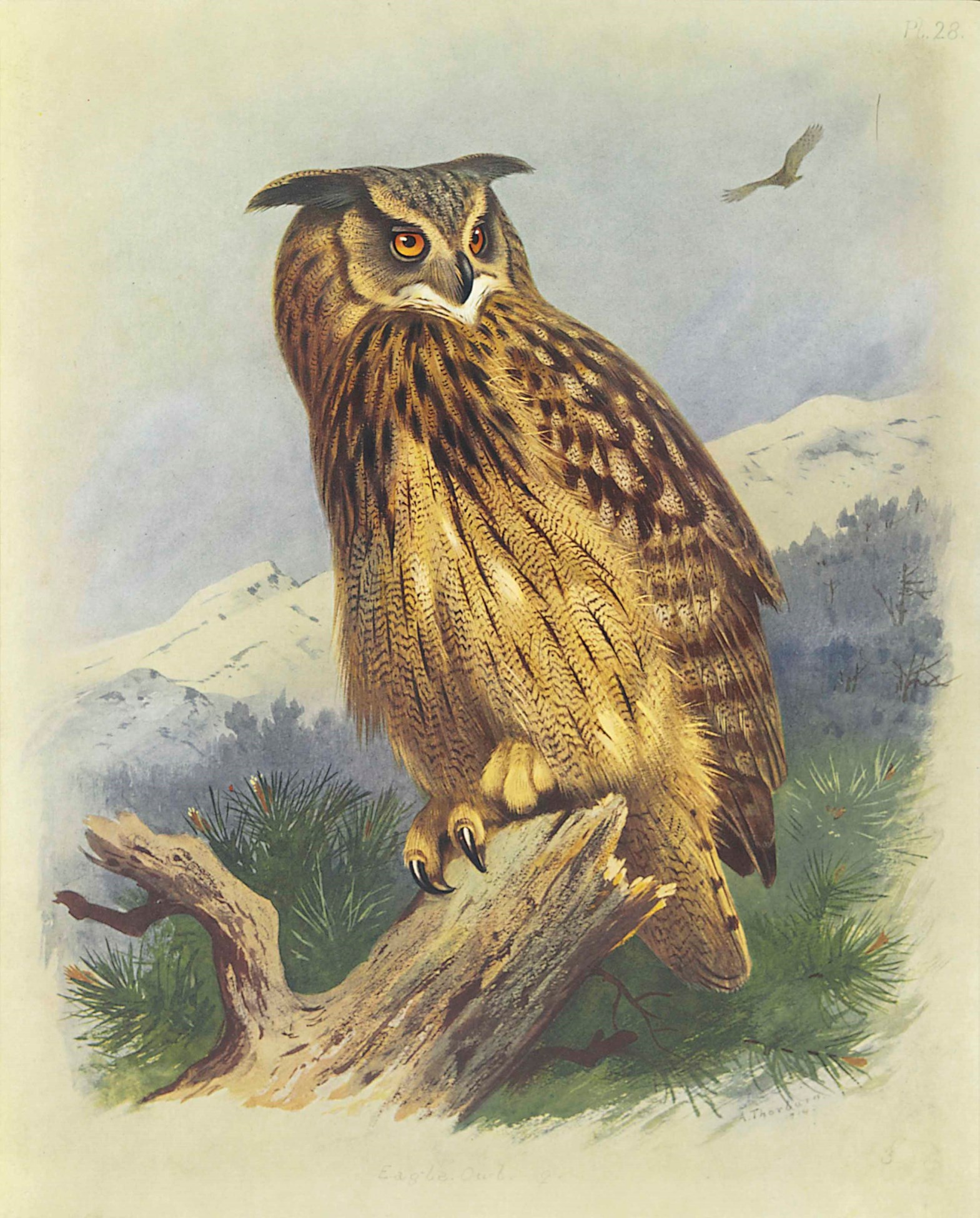 THORBURN, Archibald (1860-1935). British Birds. London, New York ...