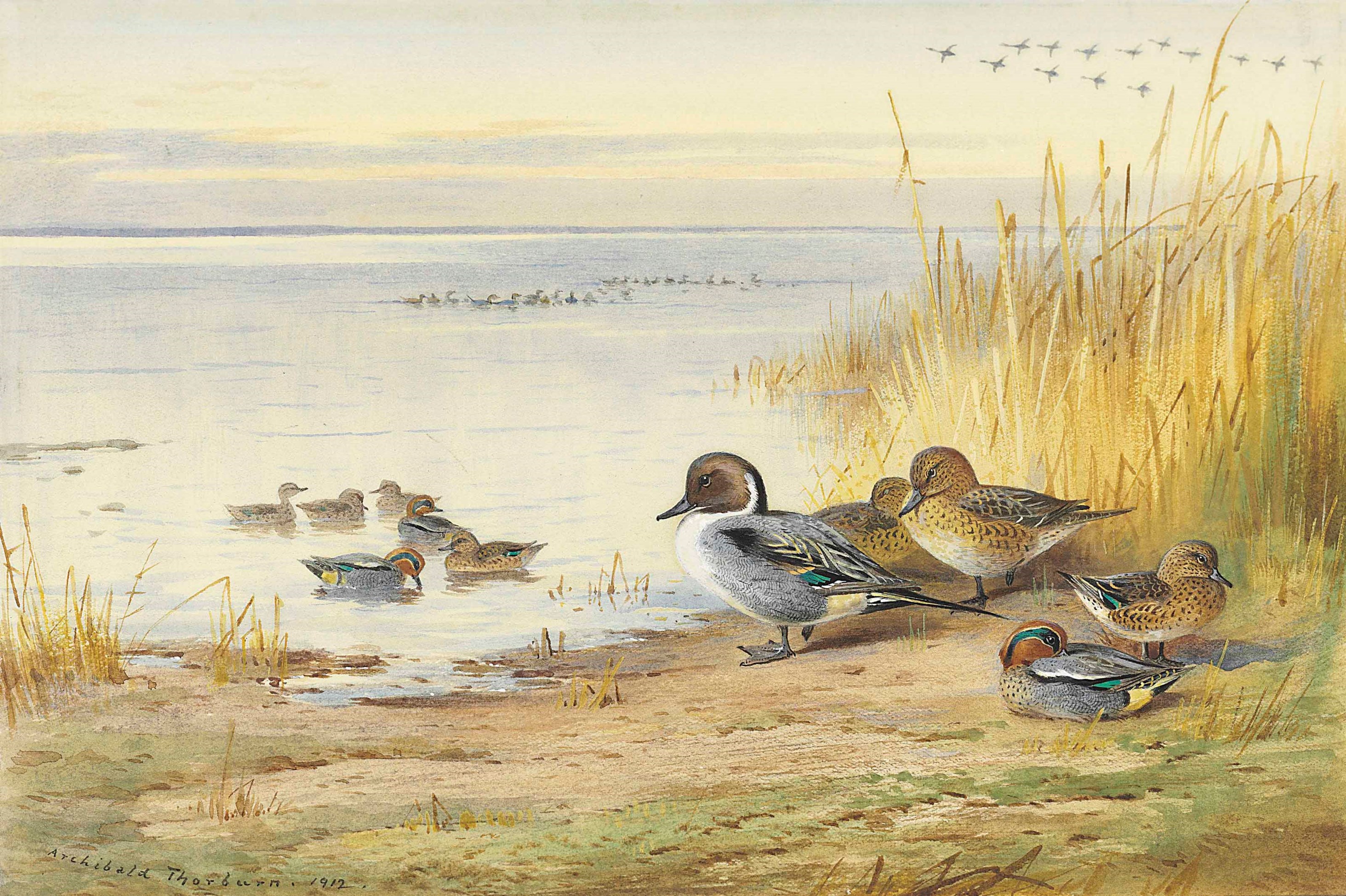 Archibald Thorburn (1860-1935), Pintail and teal on a river bank ...