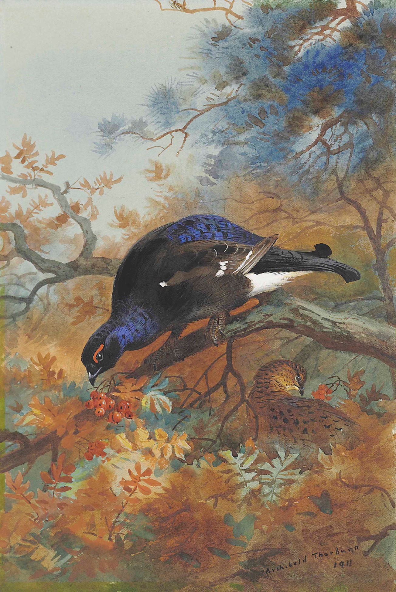 Archibald Thorburn (1860-1935), Blackgame perched on a rowan tree ...