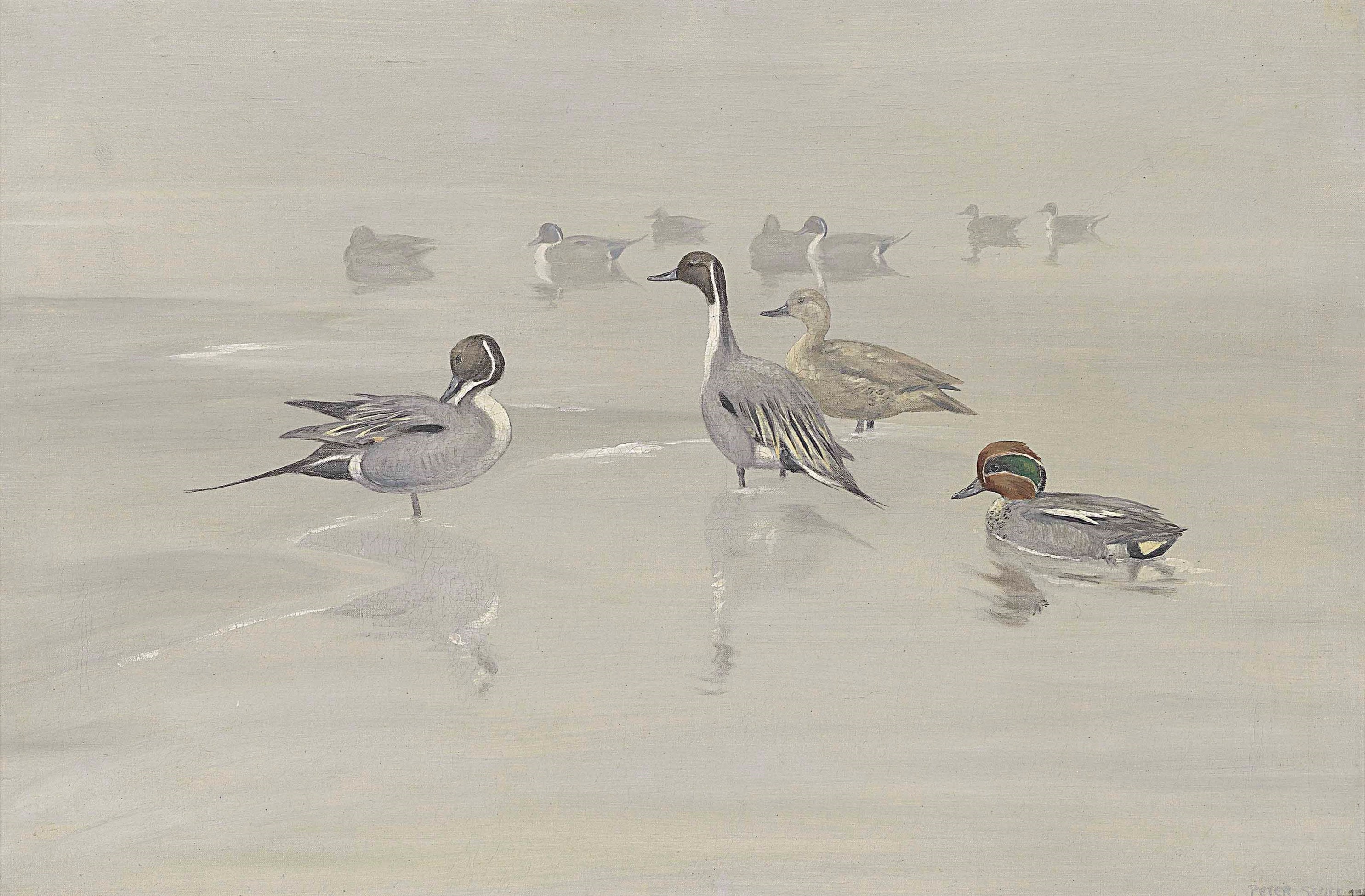 Sir Peter Markham Scott (1909-1989), Pintails and green-winged teal ...