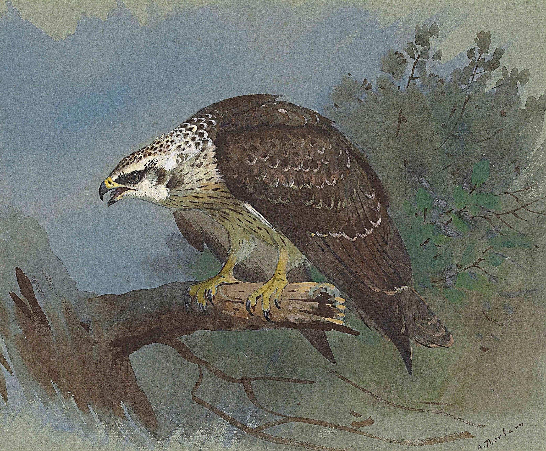Archibald Thorburn (1860-1935), Honey buzzard | Christie's