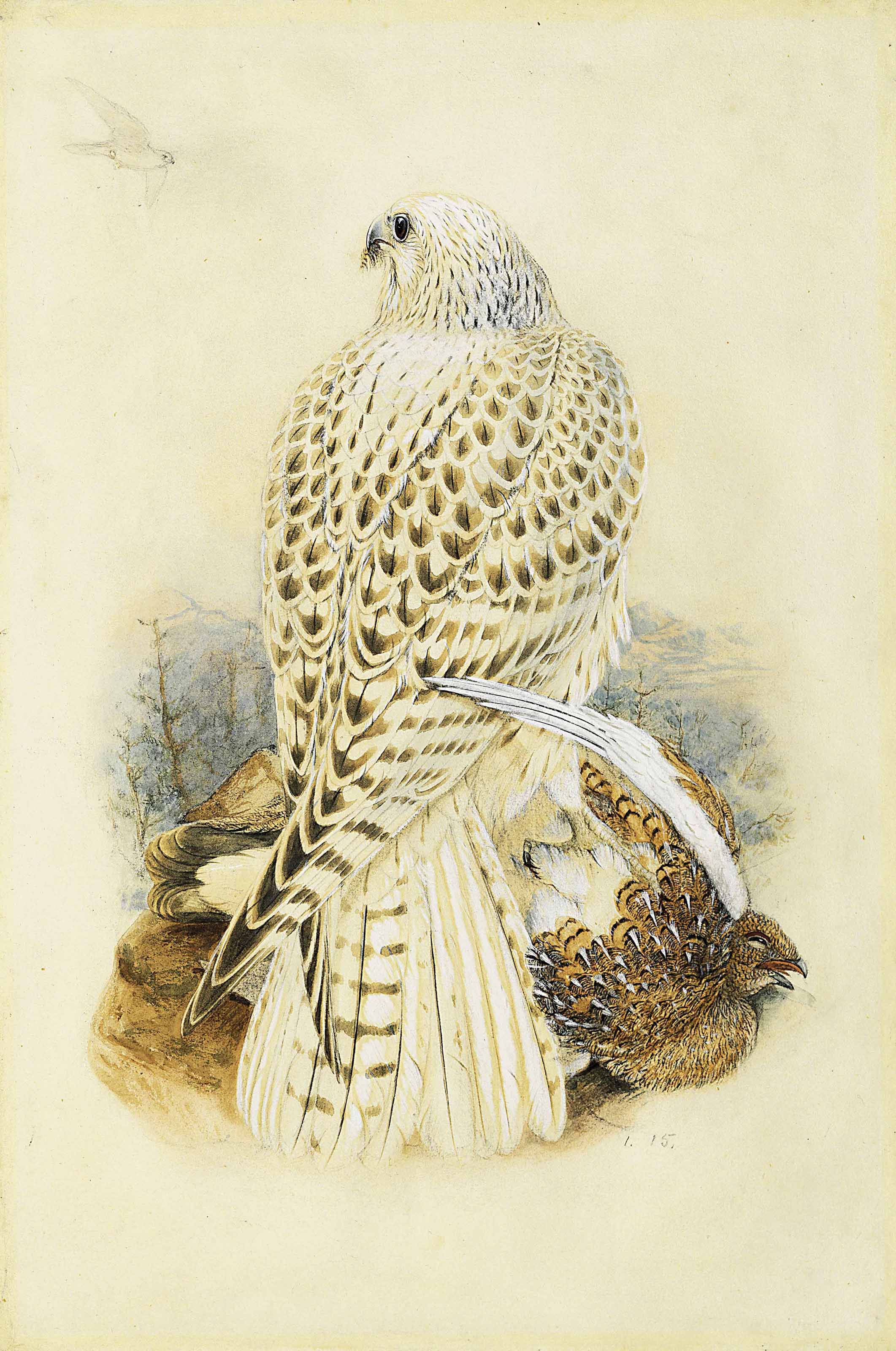 Joseph Wolf (1820-1899) , Gyrfalcon | Christie's