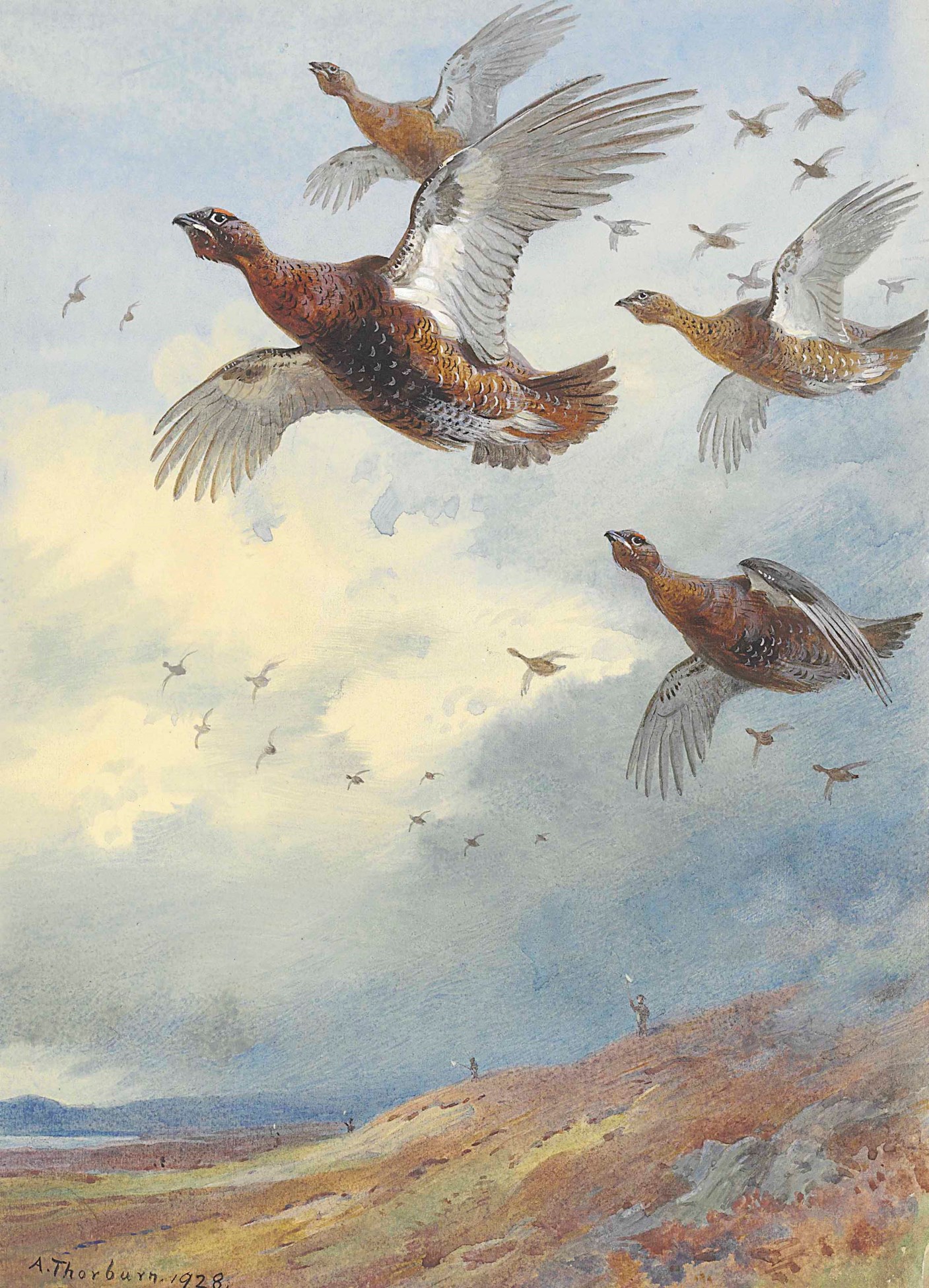 Archibald Thorburn (1860-1935), Driven grouse | Christie's