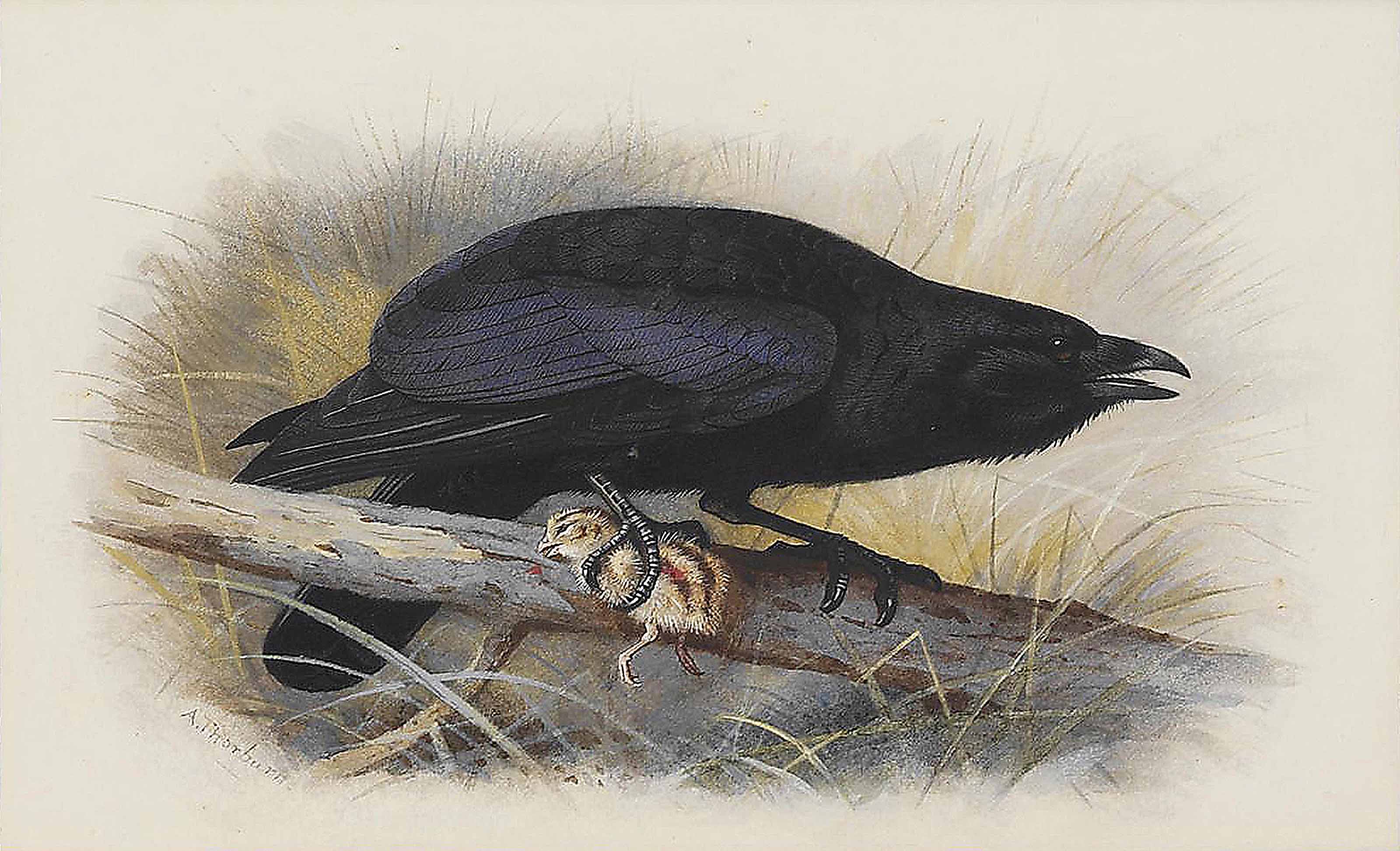 Archibald Thorburn (1860-1935), A carrion crow | Christie’s