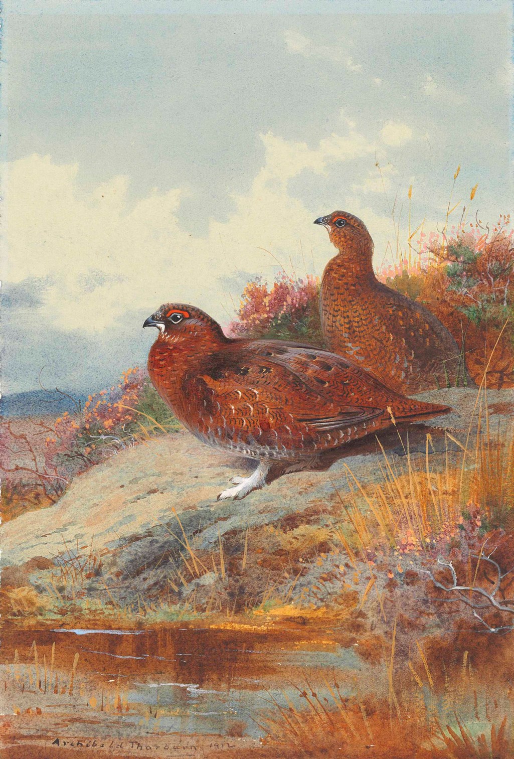 Archibald Thorburn (1860-1935), A pair of grouse by a moorland burn ...