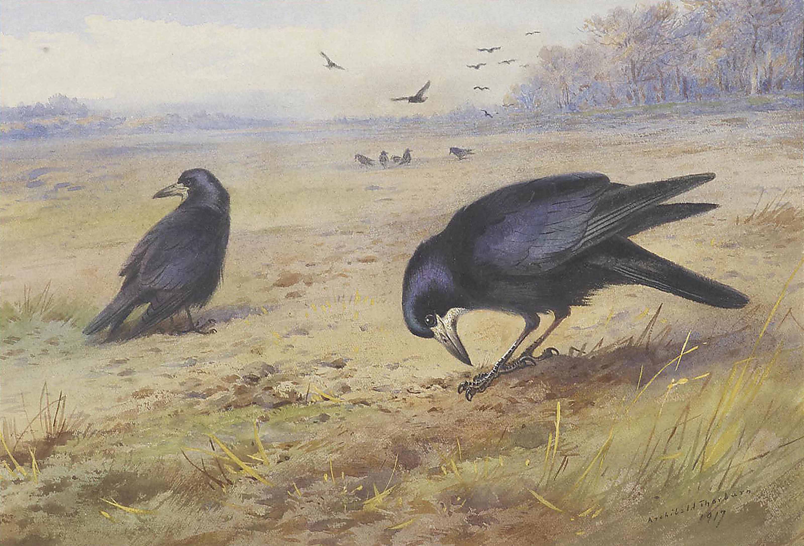 Archibald Thorburn (1860-1935), Rooks | Christie’s