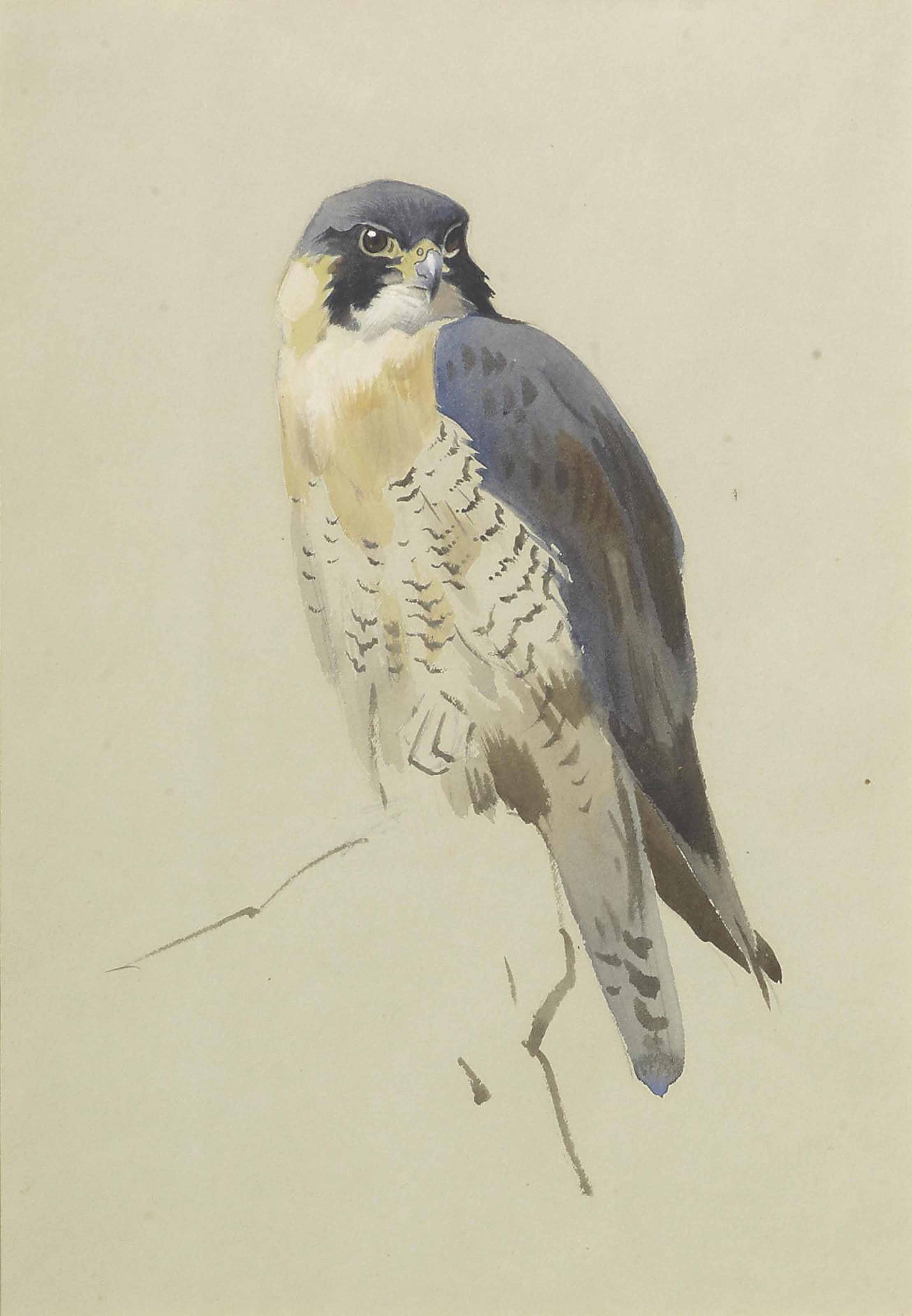 Archibald Thorburn (1860-1935), Falcon | Christie’s