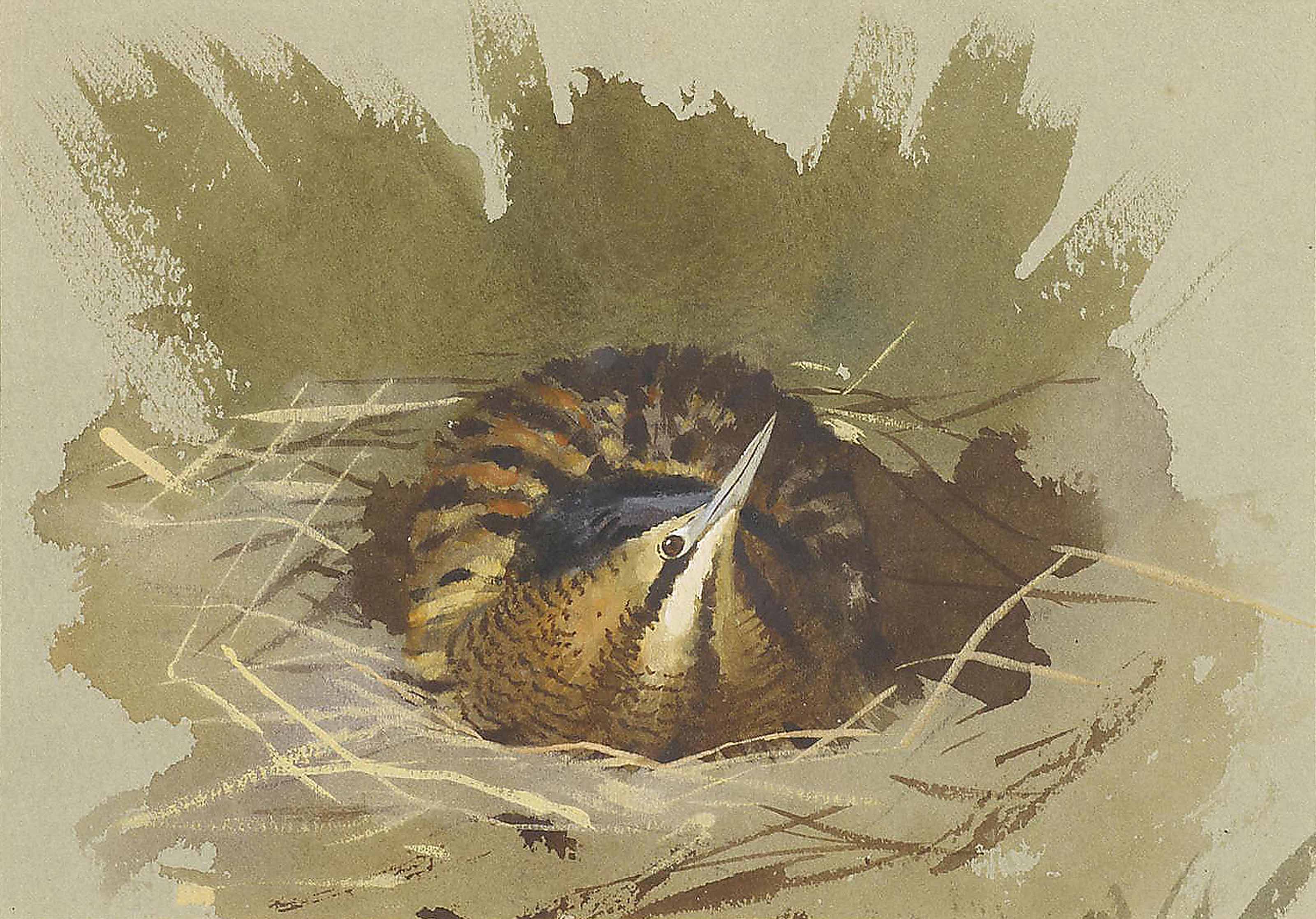 Archibald Thorburn (1860-1935), Bittern in nest | Christie’s
