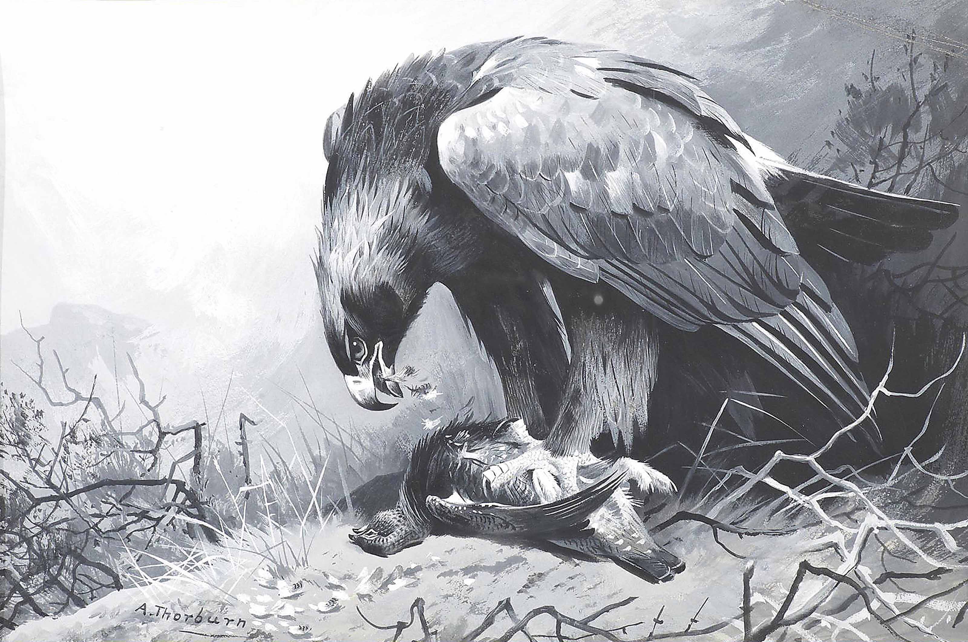 Archibald Thorburn (1860-1935), Golden eagle and grouse | Christie’s