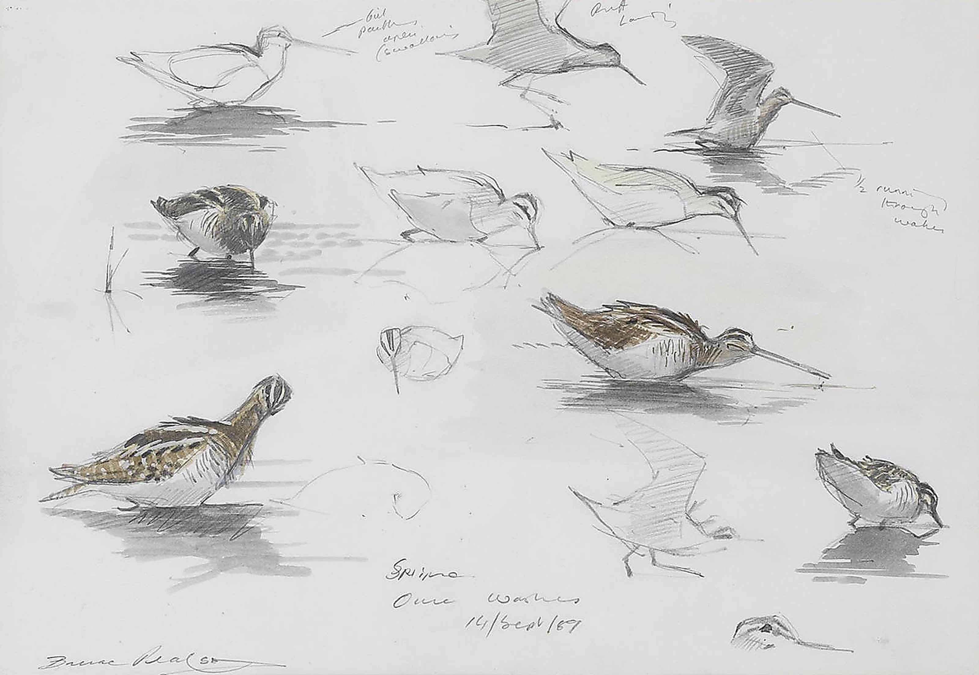 Bruce Pearson (b. 1950), A sheet of studies of a red-throated diver; A ...