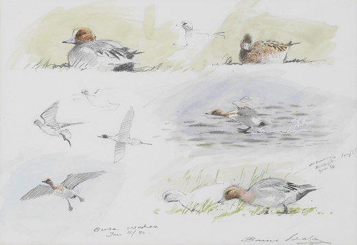 Bruce Pearson (b. 1950), A sheet of studies of a red-throated diver; A ...