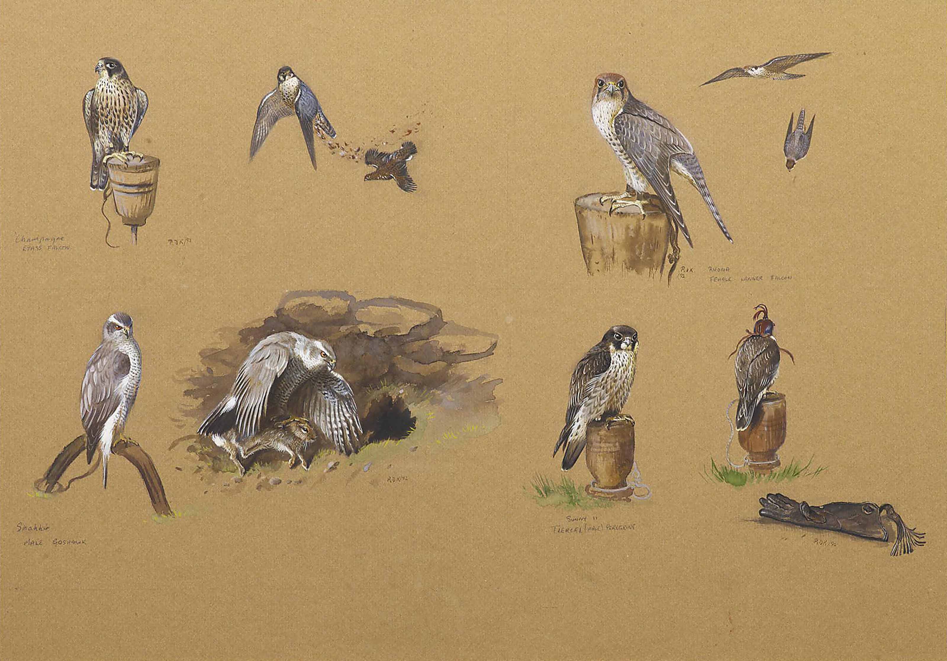 Richard David Kristupas (b. 1954), Studies of a goshawk, eyass falcon ...