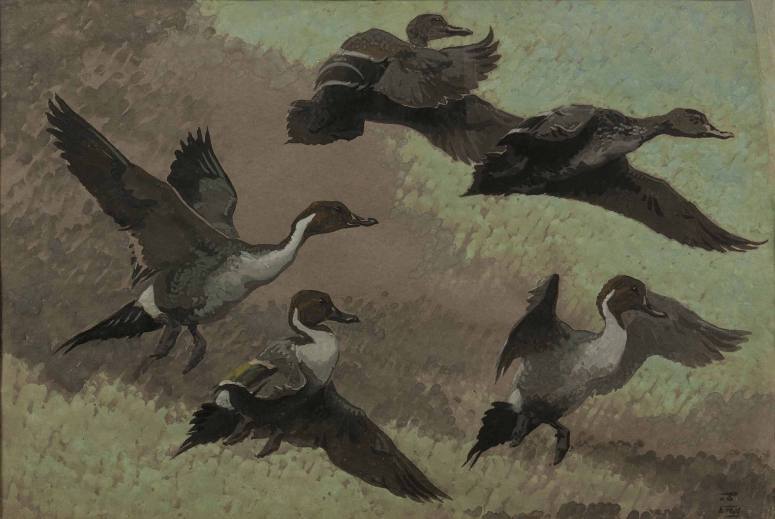 Richard Barrett Talbot Kelly (1896-1971), Pintail in flight | Christie’s