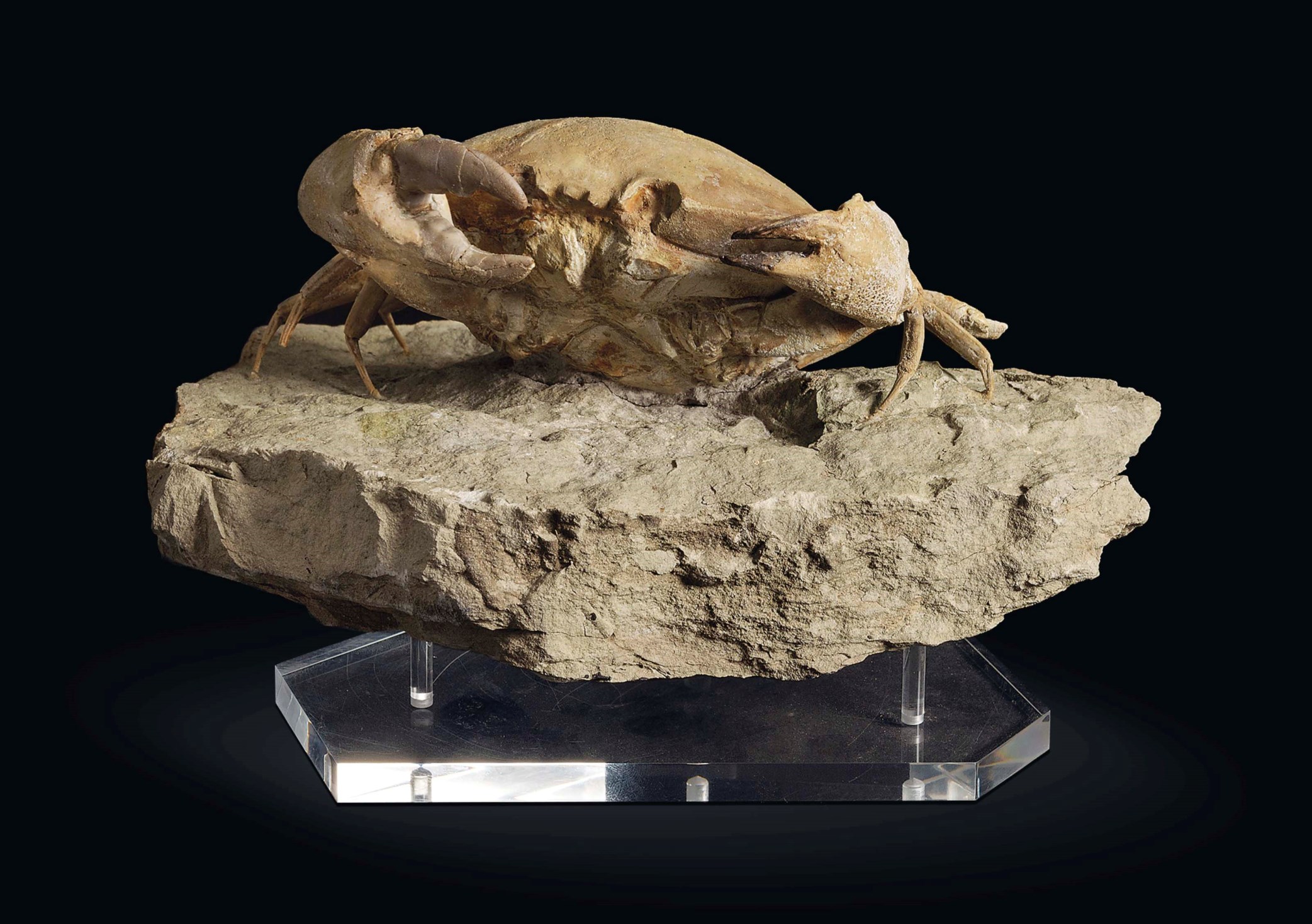 A FOSSIL CRAB