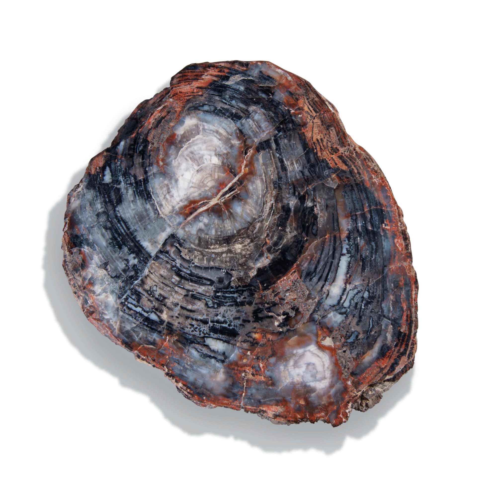 A LARGE SPECIMEN OF PETRIFIED TREE TRUNK, NORTHERN ARIZONA | Christie's