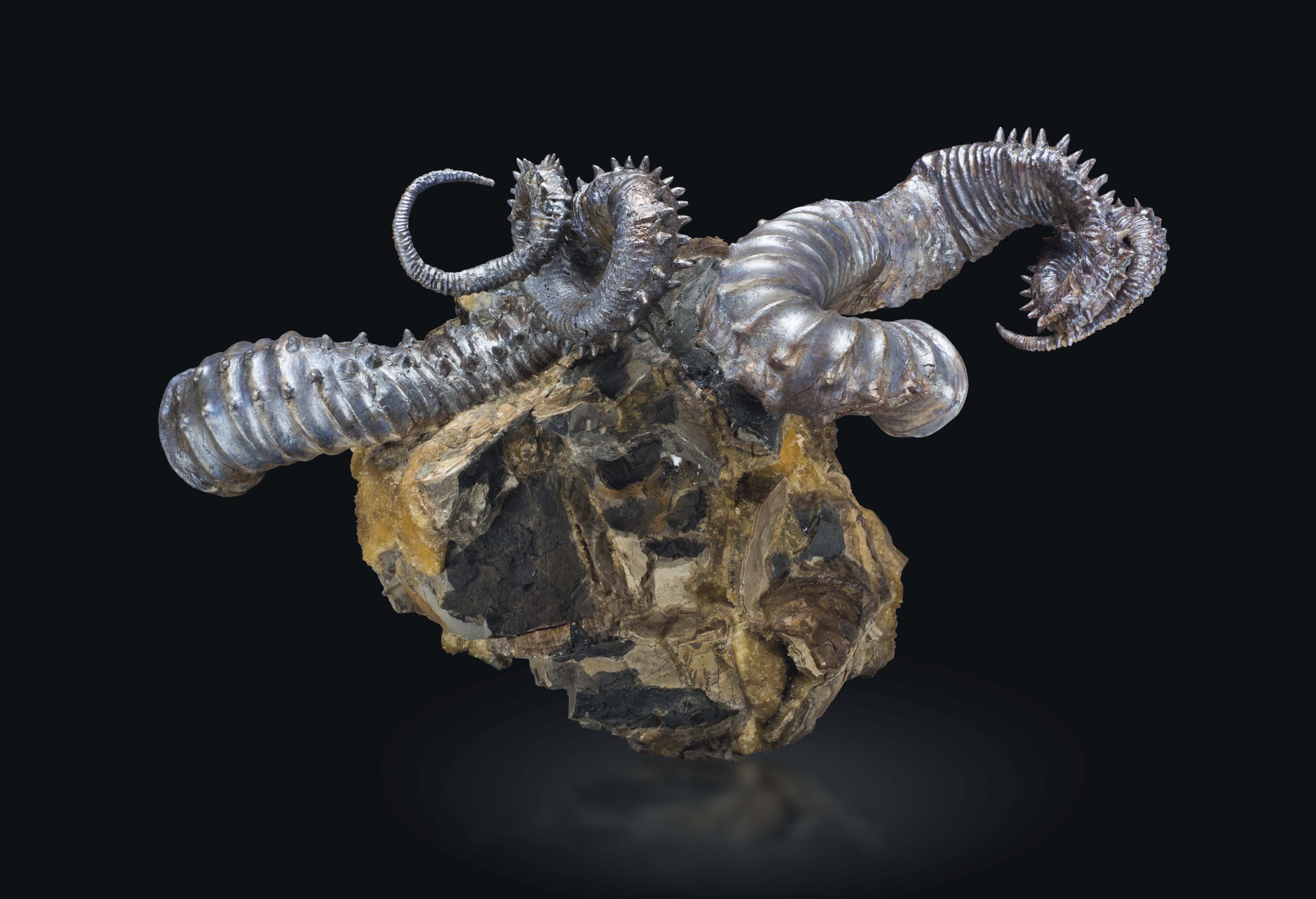 TWO RARE HORNED HETEROMORPH AMMONITES