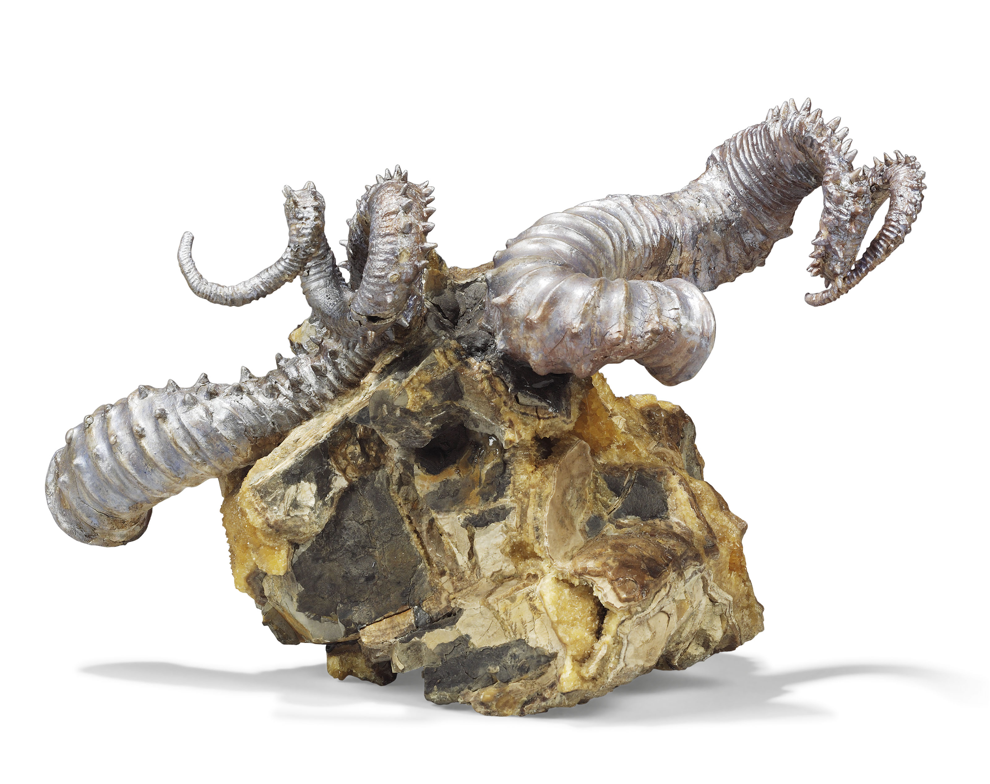 TWO RARE HORNED HETEROMORPH AMMONITES