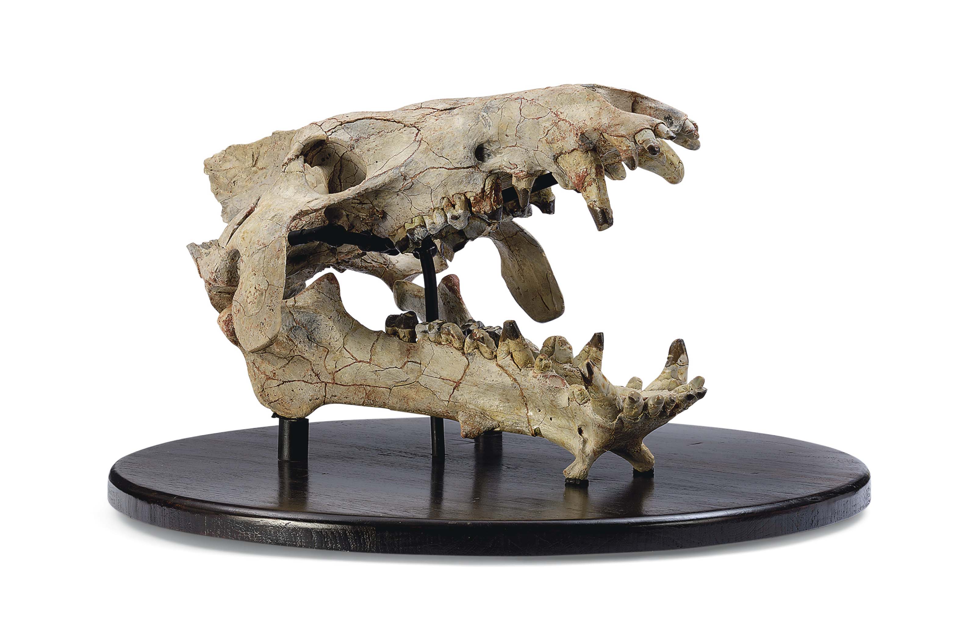 Entelodont Skull Pigs The Fossils Of The White River Badlands