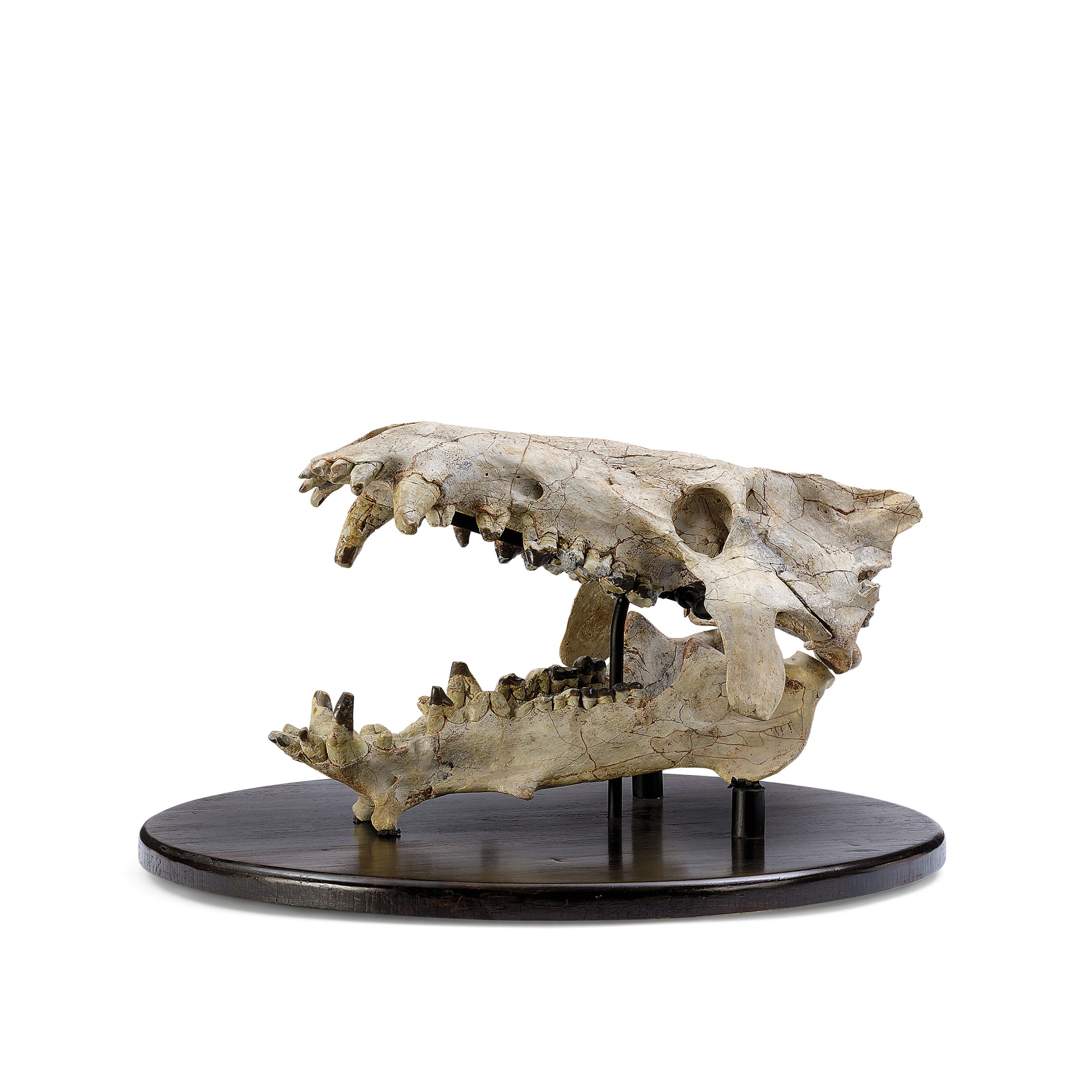 Entelodont Skull