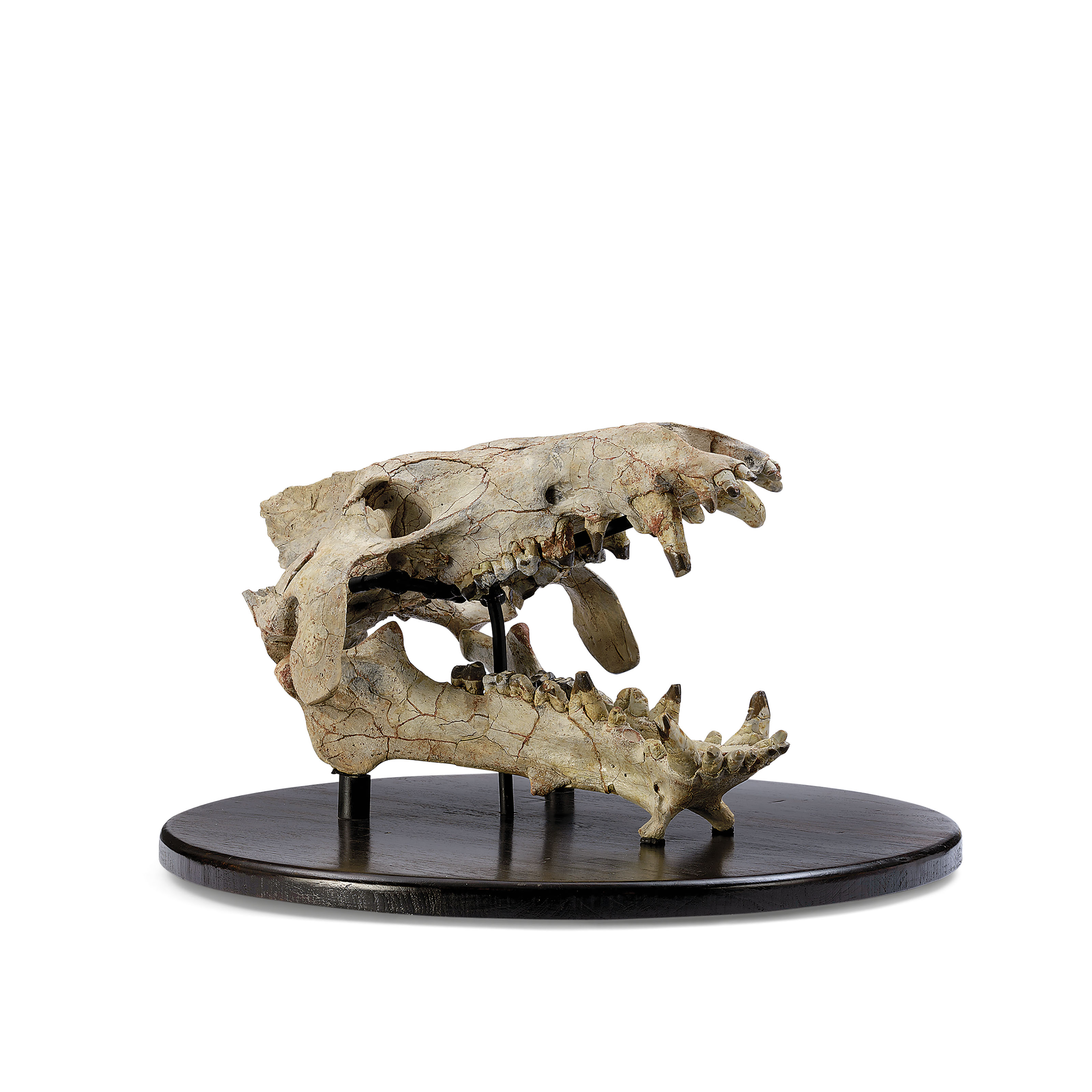 Entelodont Skeleton