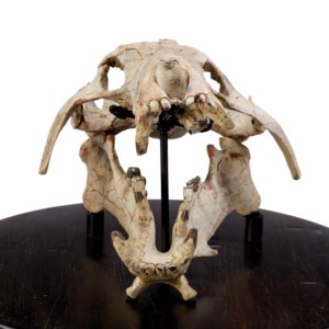 A FOSSIL ENTELODONT OR SKULL, SOUTH DAKOTA | Christie's