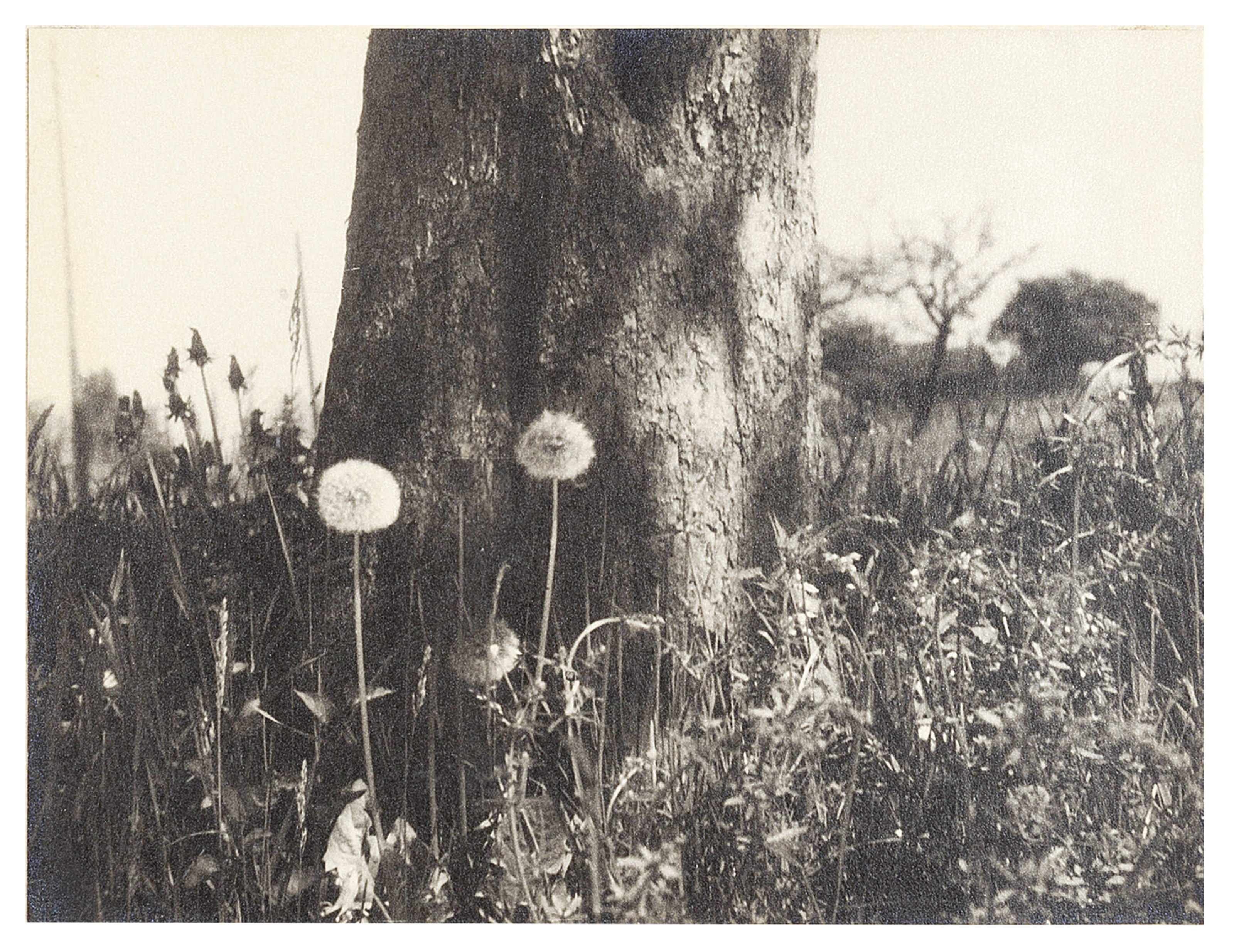 ILSE BING (1899–1998), Dandelion, 1929 | Christie’s