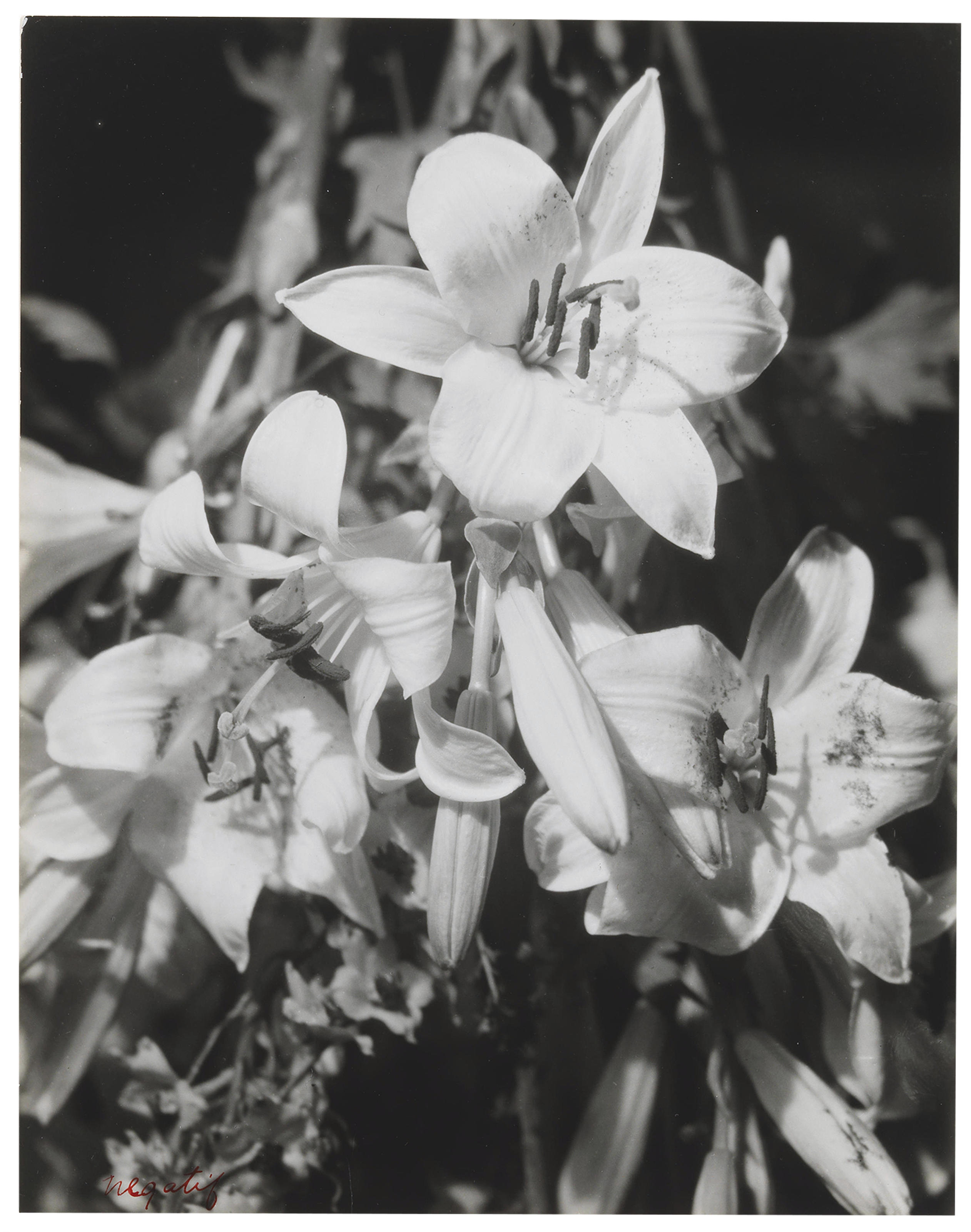 MAN RAY (1890–1976), Lilies, 1925 | Christie’s