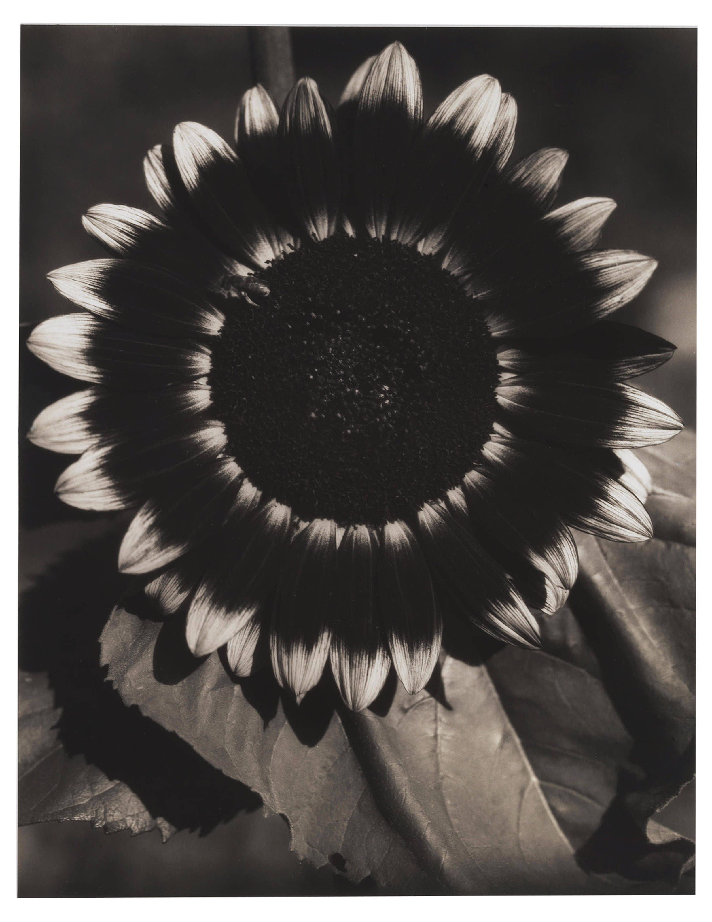 EDWARD STEICHEN (1879–1973), Bee on a Sunflower, from Sunflowers Seed ...