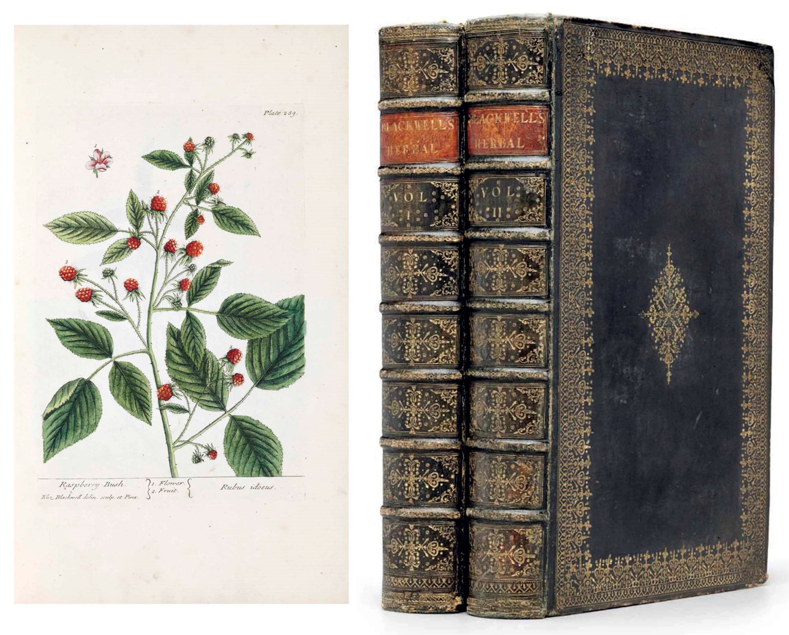 BLACKWELL, Elizabeth (1707-1758). A Curious Herbal. London: for Samuel ...