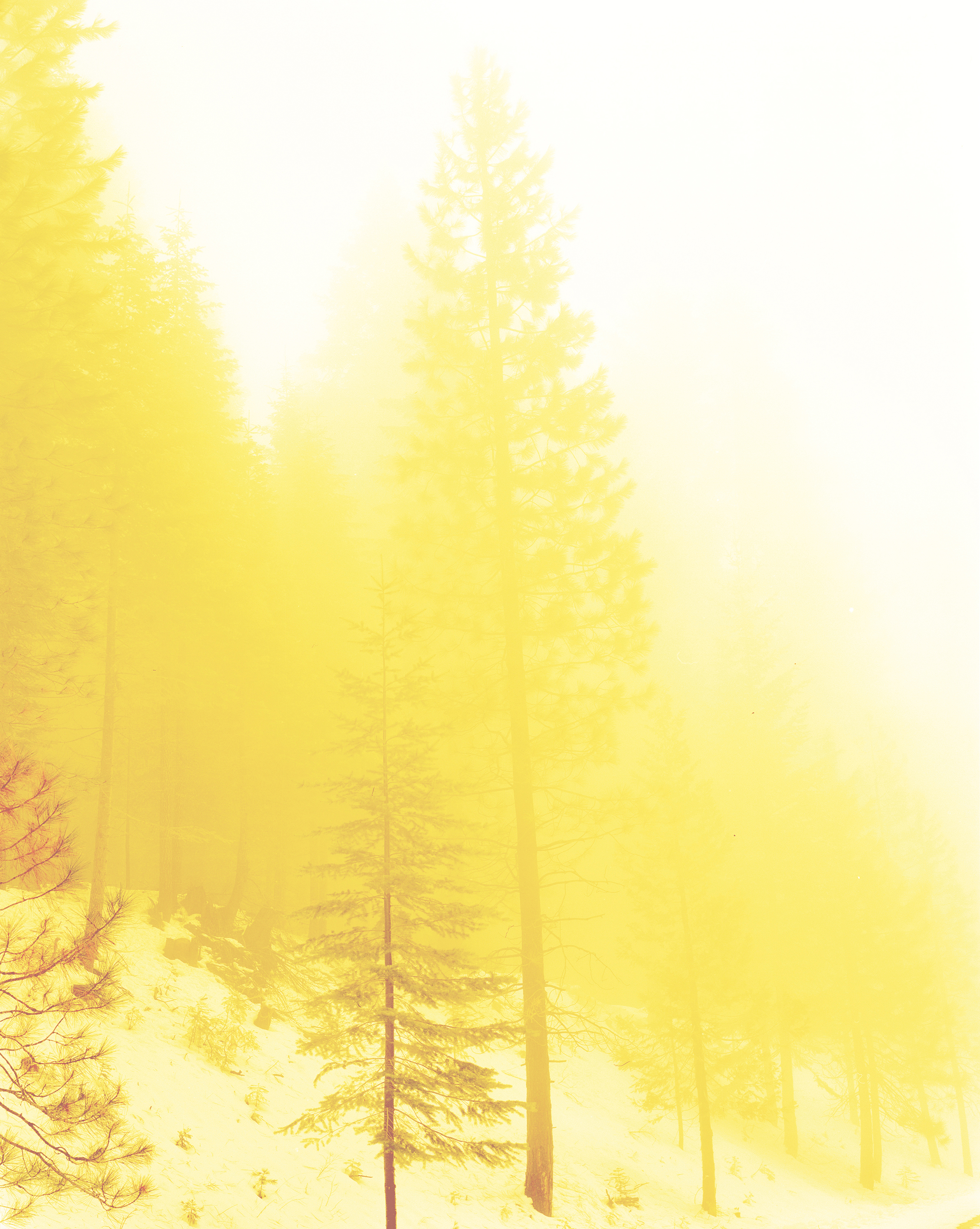 DAVID BENJAMIN SHERRY (B. 1981), Lemurian Morning Wood | Christie’s