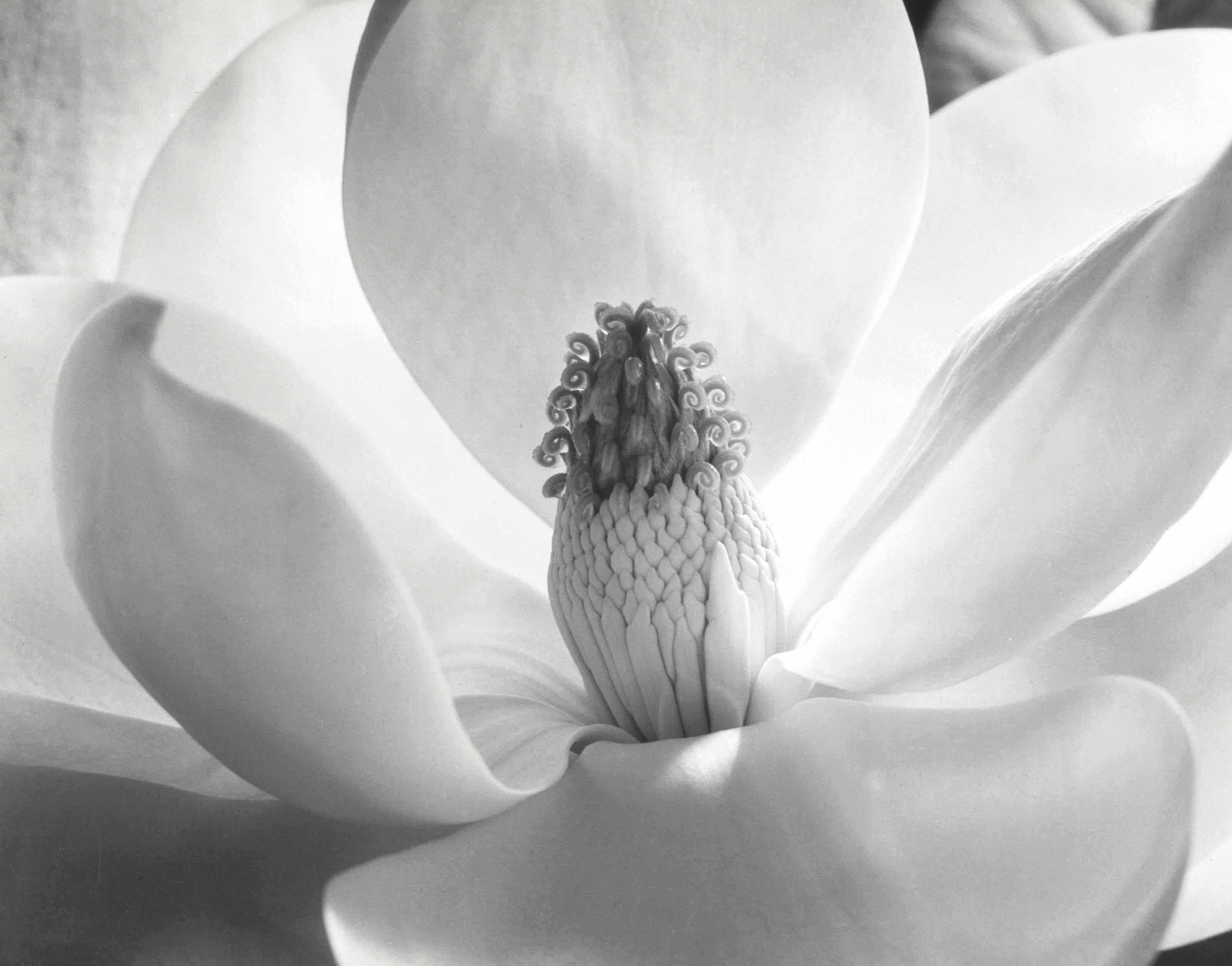 Imogen Cunningham (1883–1976)