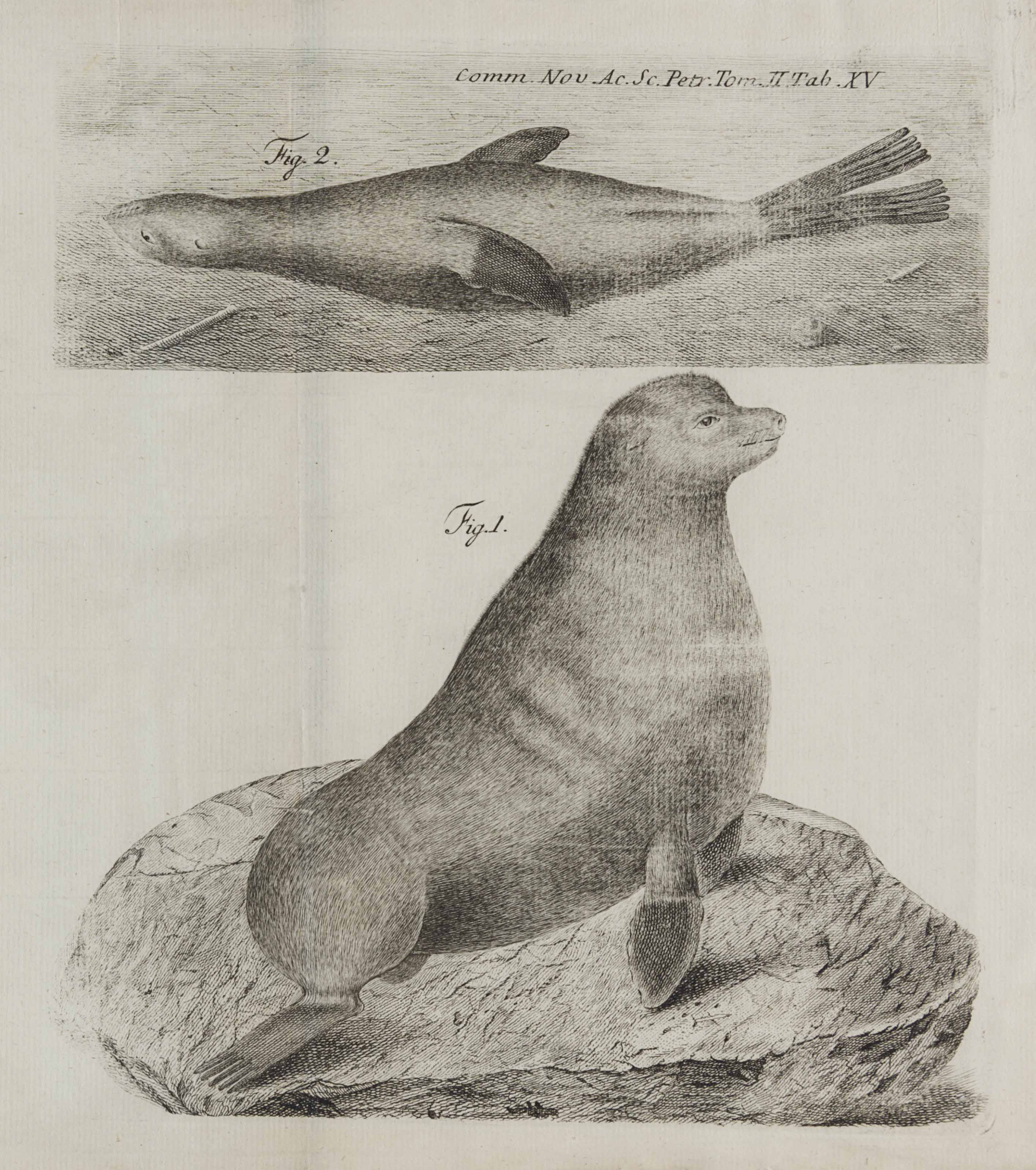 STELLER, Georg Wilhelm (1709-1746). “De Bestiis Marinis”, in Novi ...