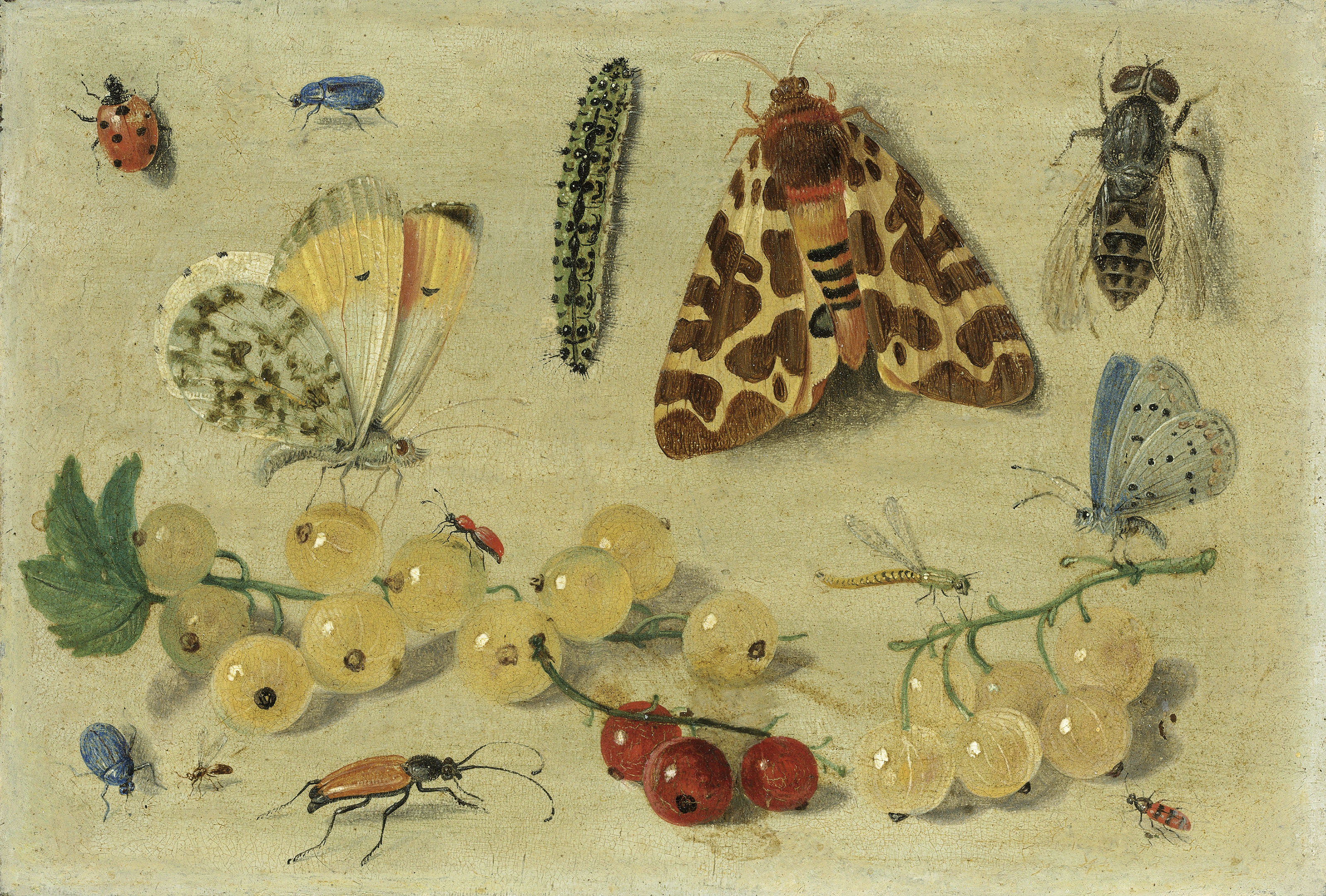 Jan van Kessel I (Antwerp 1626-1679) , Butterflies, a garden tiger moth ...