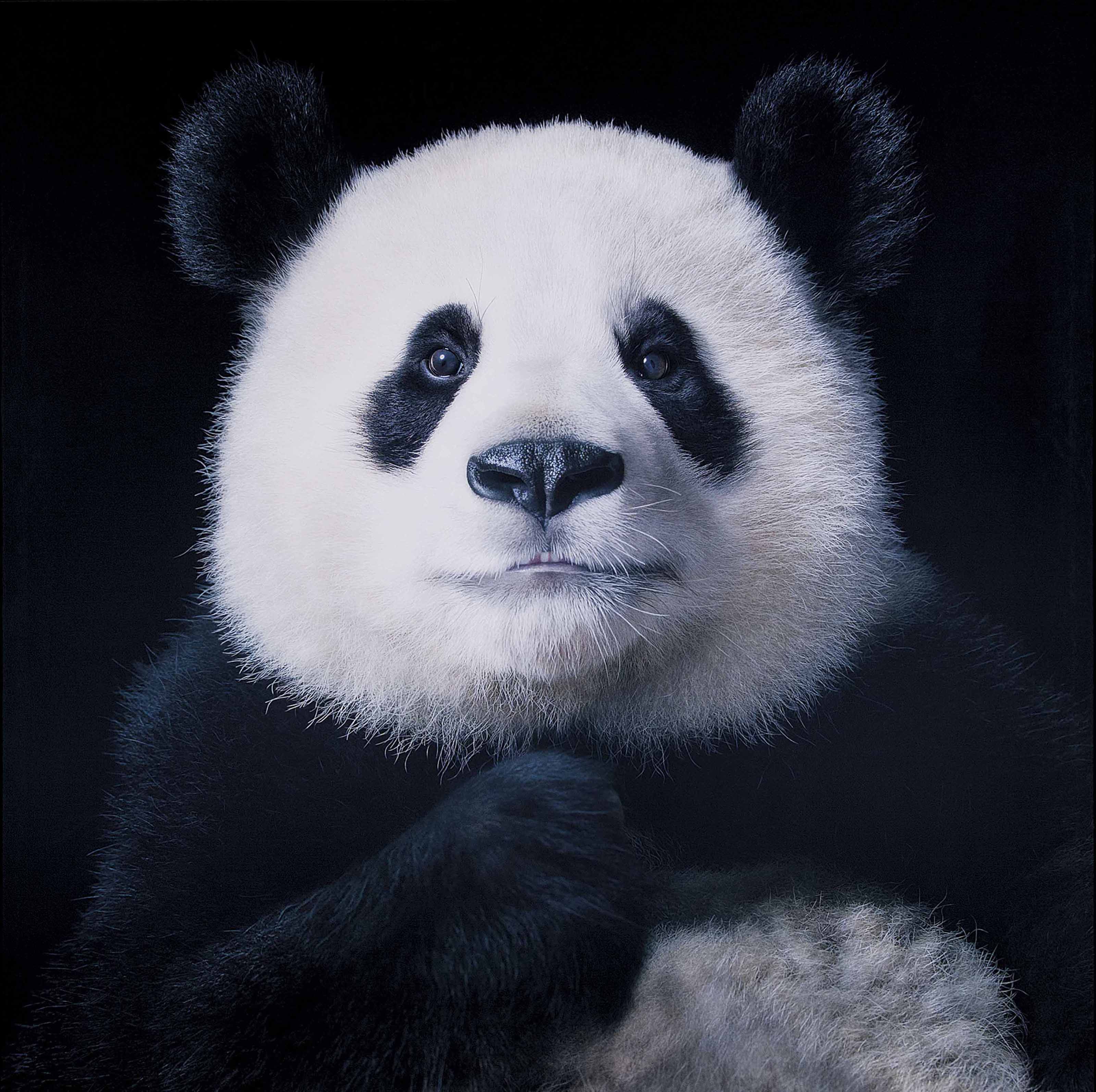 TIM FLACH (B.1958) , Ya Yun Elegant, 2012 | Christie's