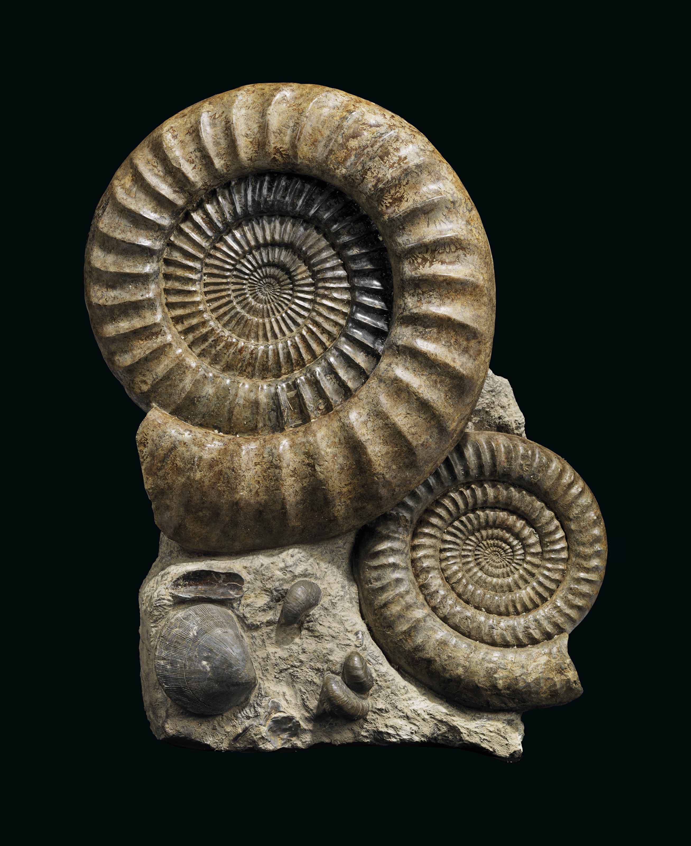 TWO LARGE FRENCH AMMONITES
