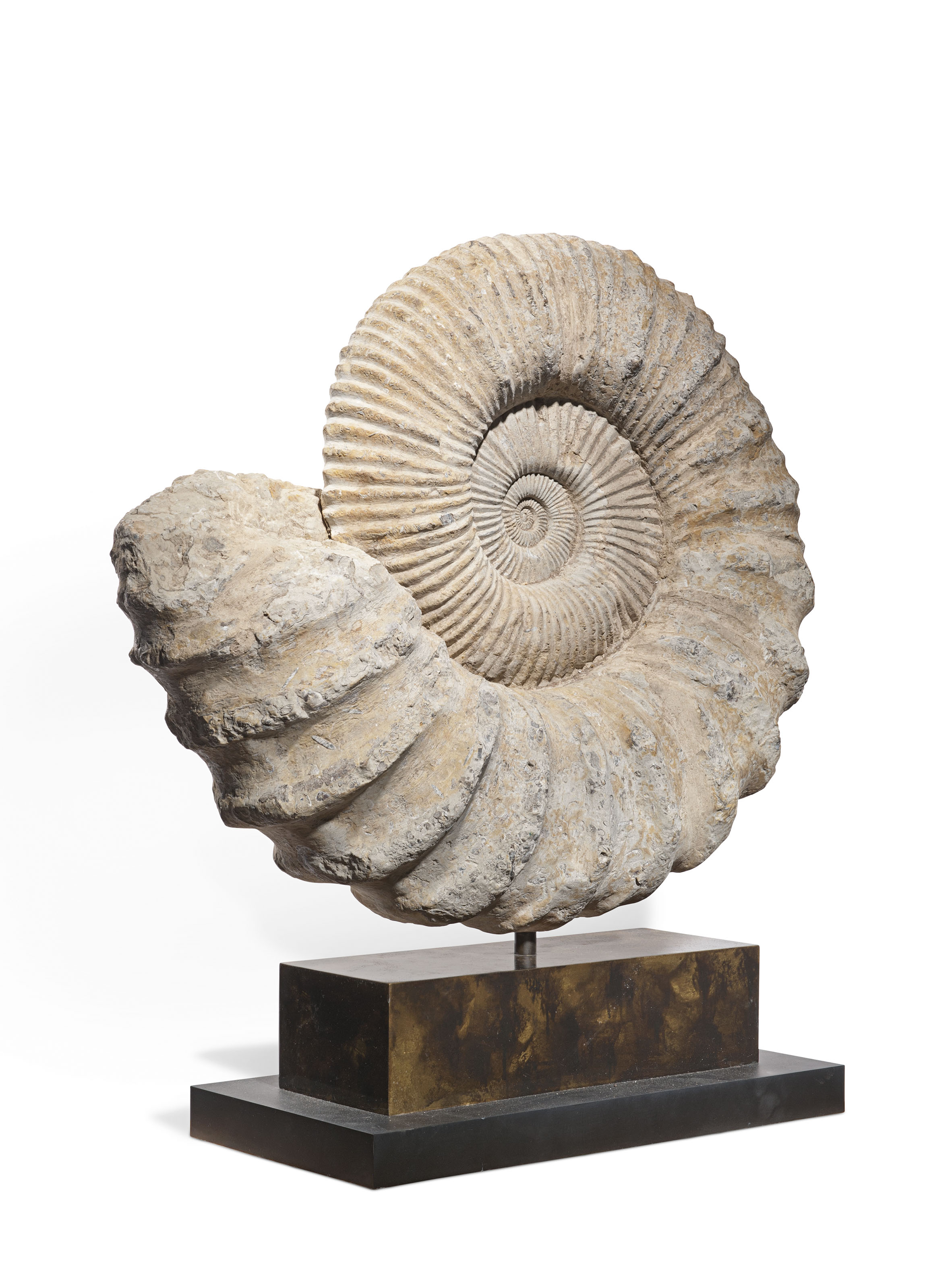 A VERY LARGE AMMONITE