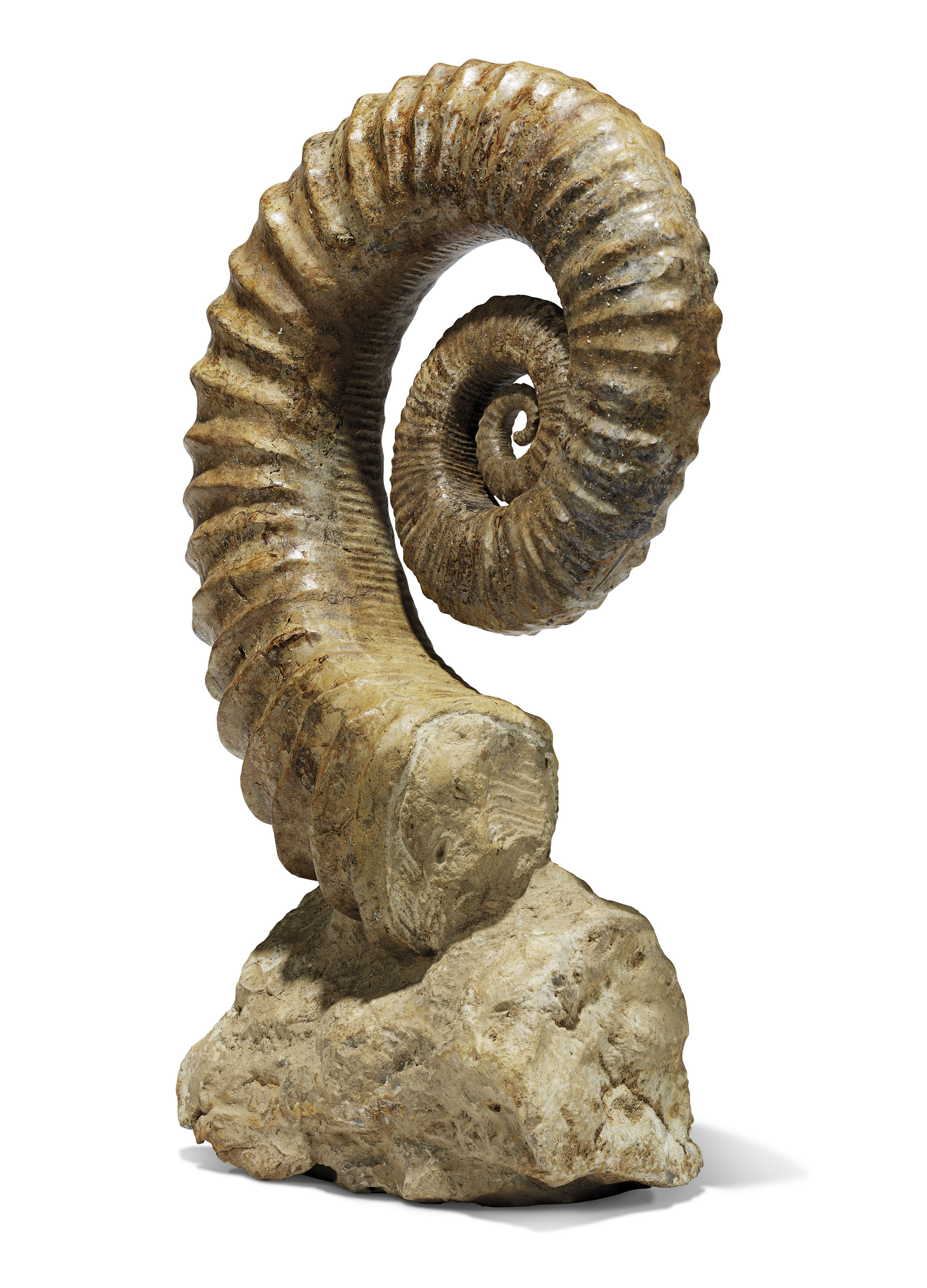 AN UNCOILED AMMONITE