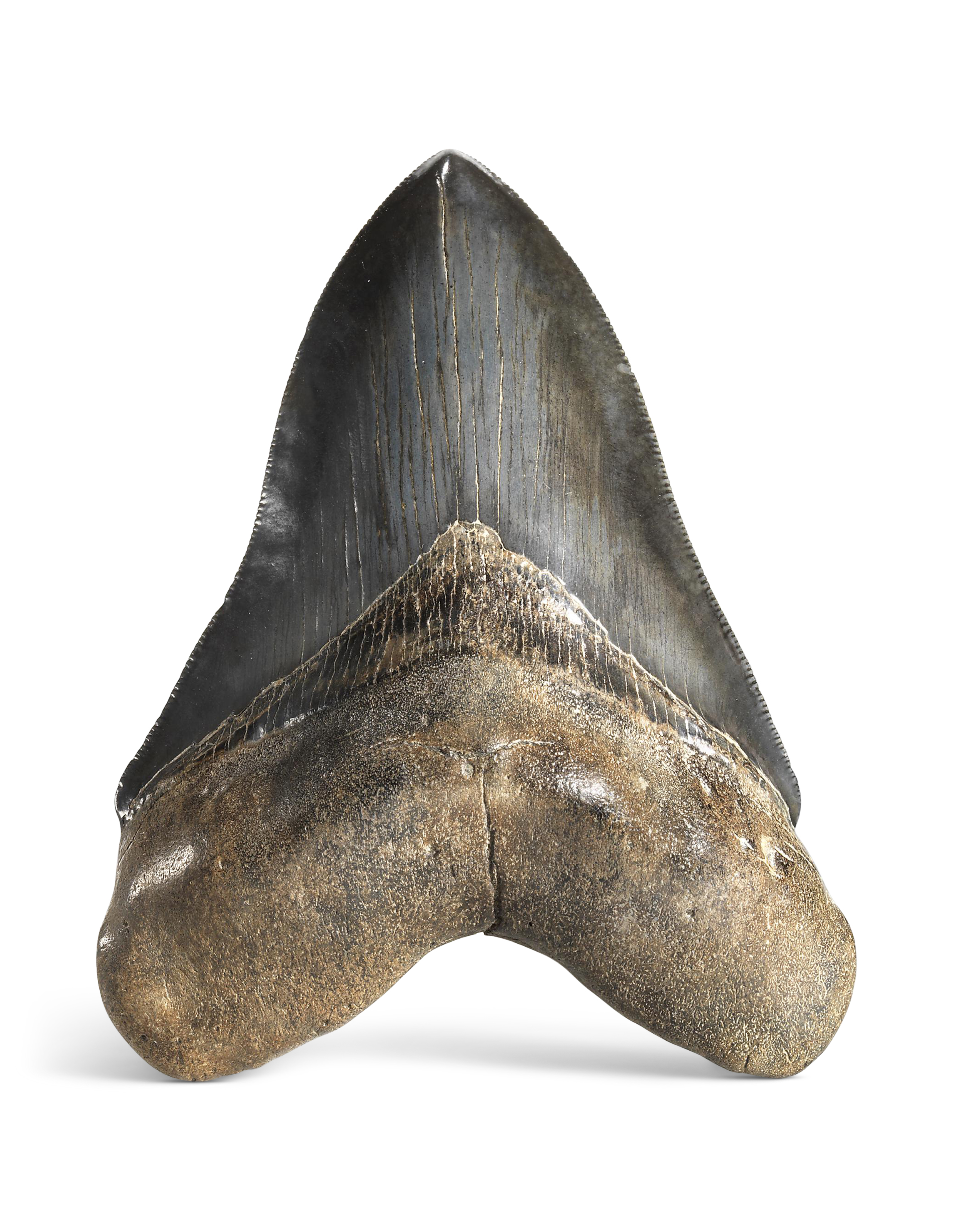A MEGALODON TOOTH, SOUTH CAROLINA | Christie’s