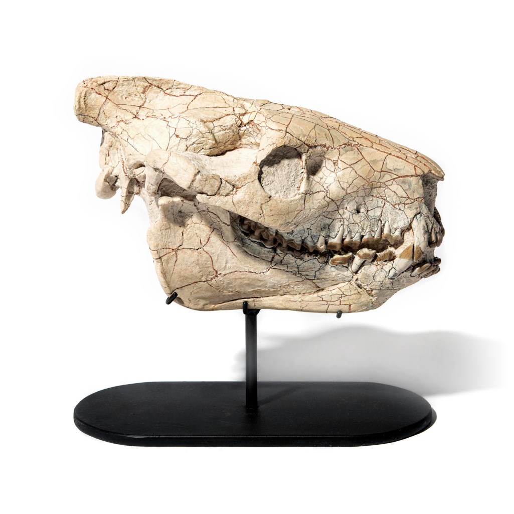 A FOSSIL OREODONT SKULL, SOUTH DAKOTA | Christie’s