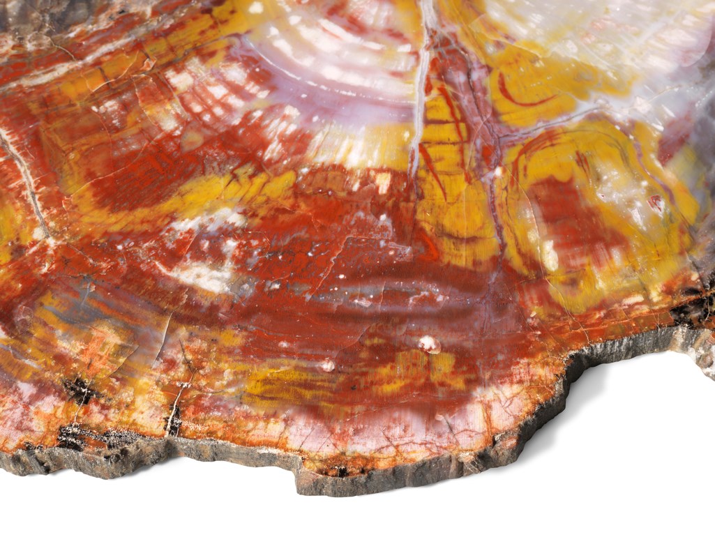 A SLICE OF PETRIFIED WOOD, NORTHERN ARIZONA | Christie’s