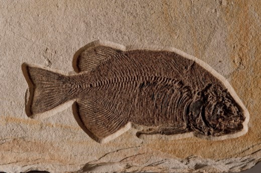 A LARGE FOSSIL FISH PLAQUE, GREEN RIVER, WYOMING | Christie’s